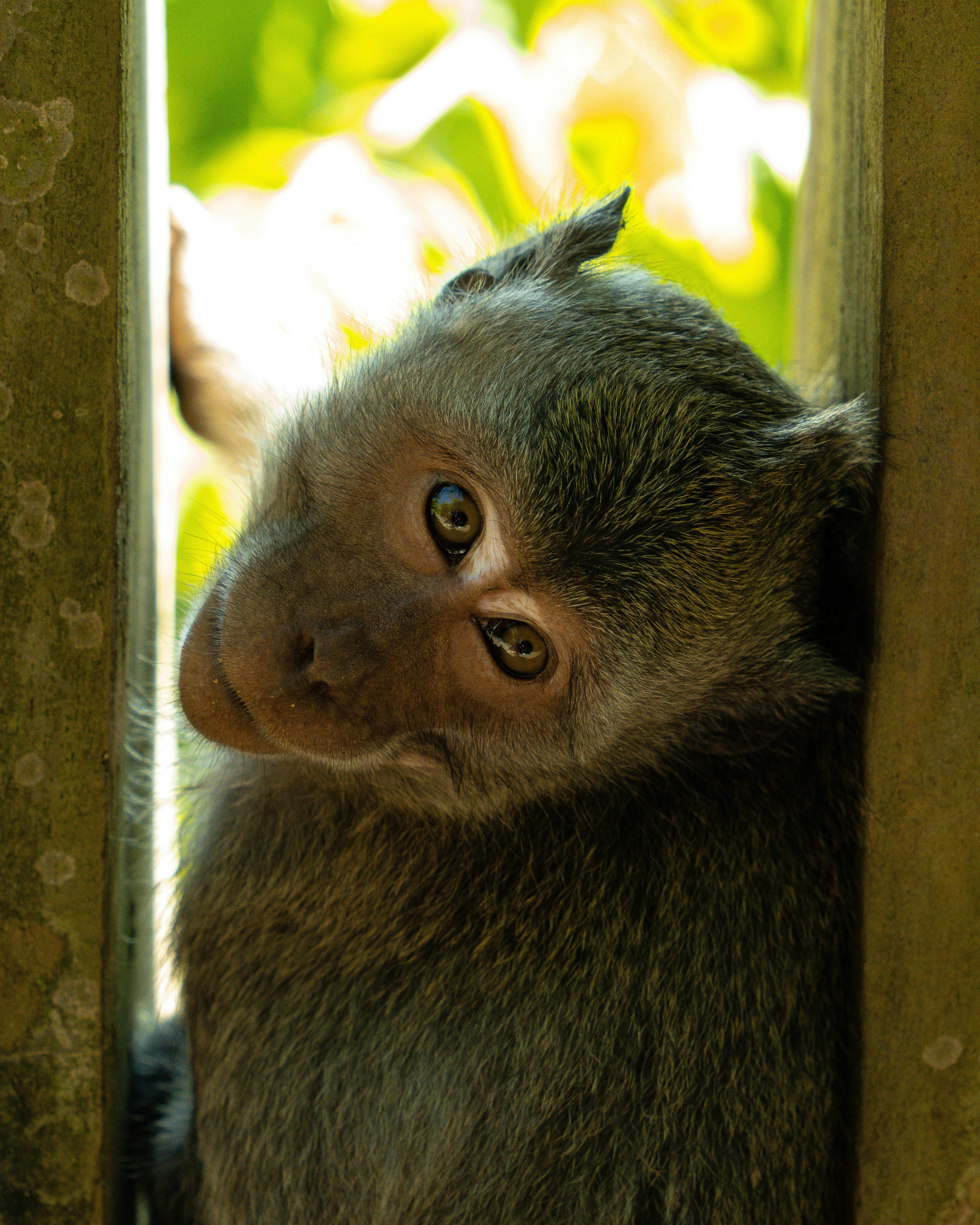 Curious Gaze Between Wooden Slats