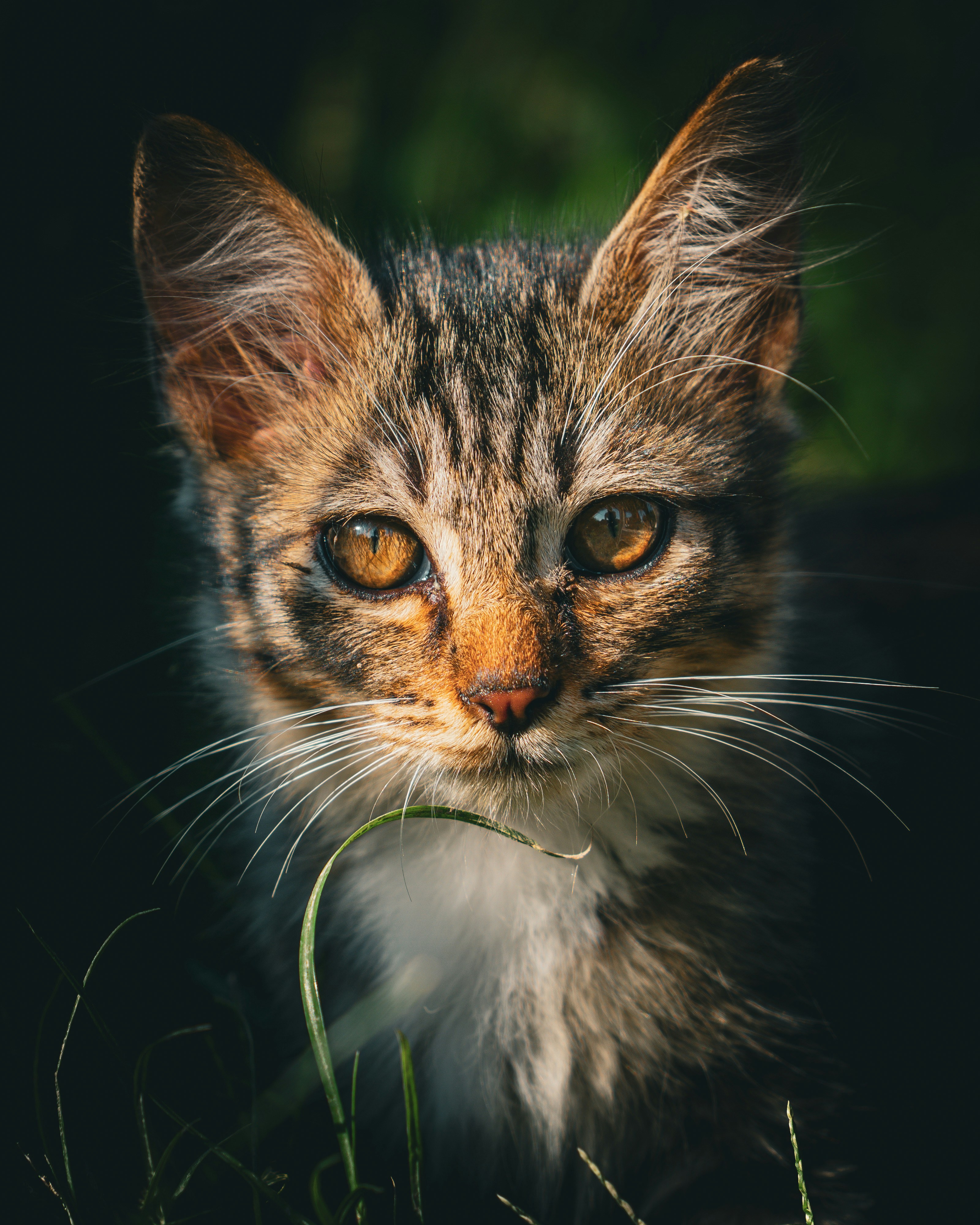 Emerald Gaze: A Curious Kitten in Gentle Spotlight