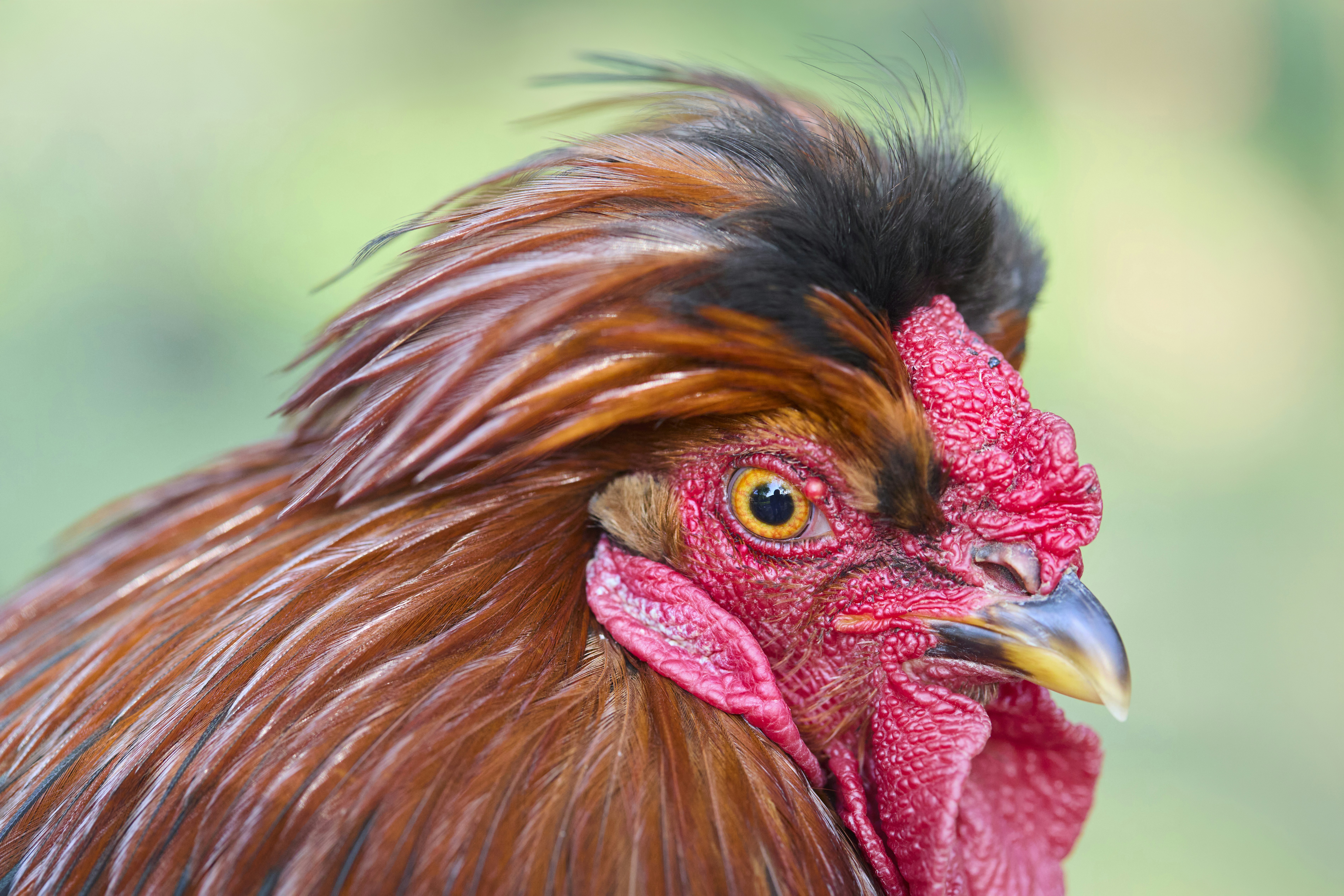 Red Crested Focus: A Rooster’s Gaze in Crisp Detail
