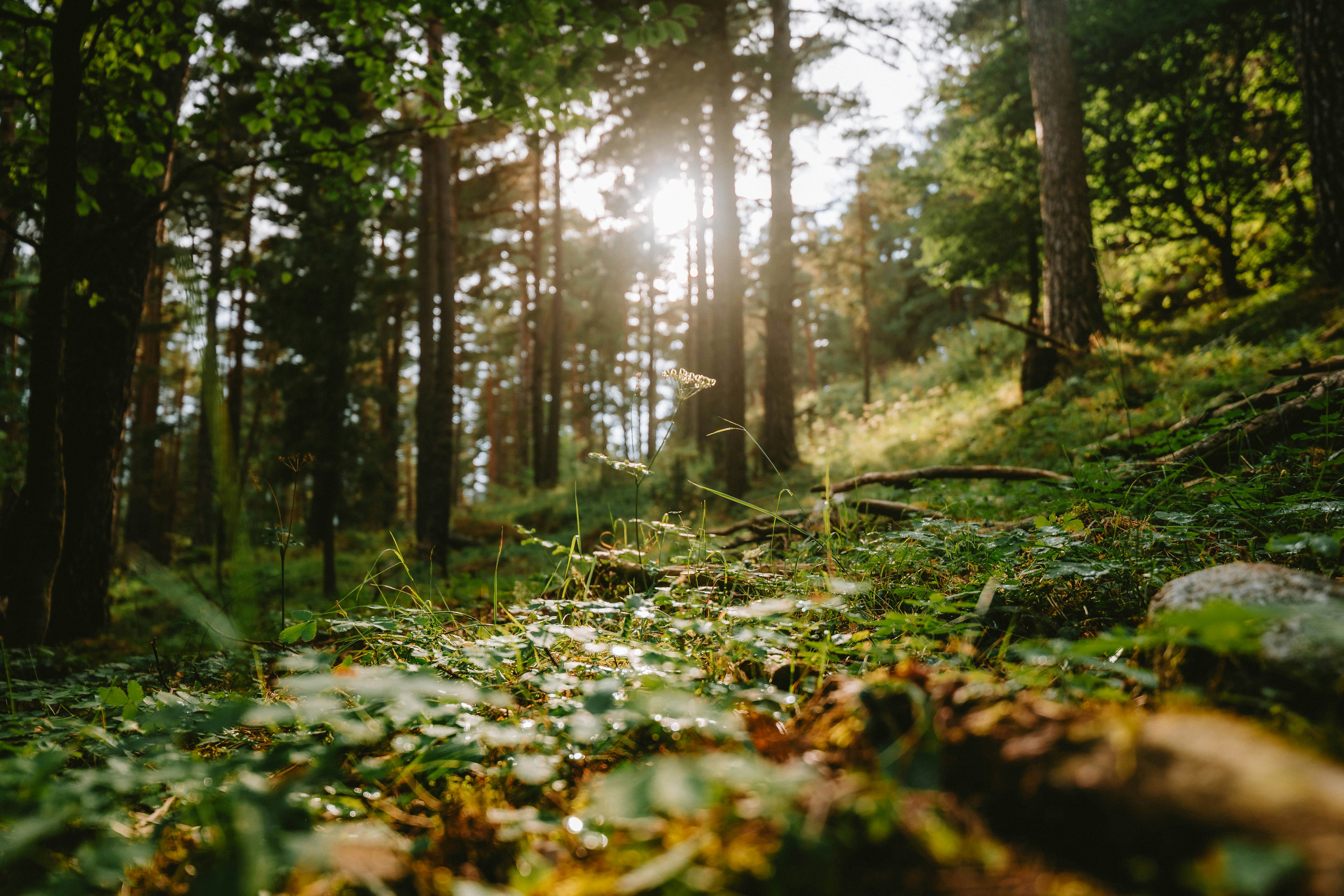 Sunlit forest floor: a quiet incline of ferns and leaves in golden hour