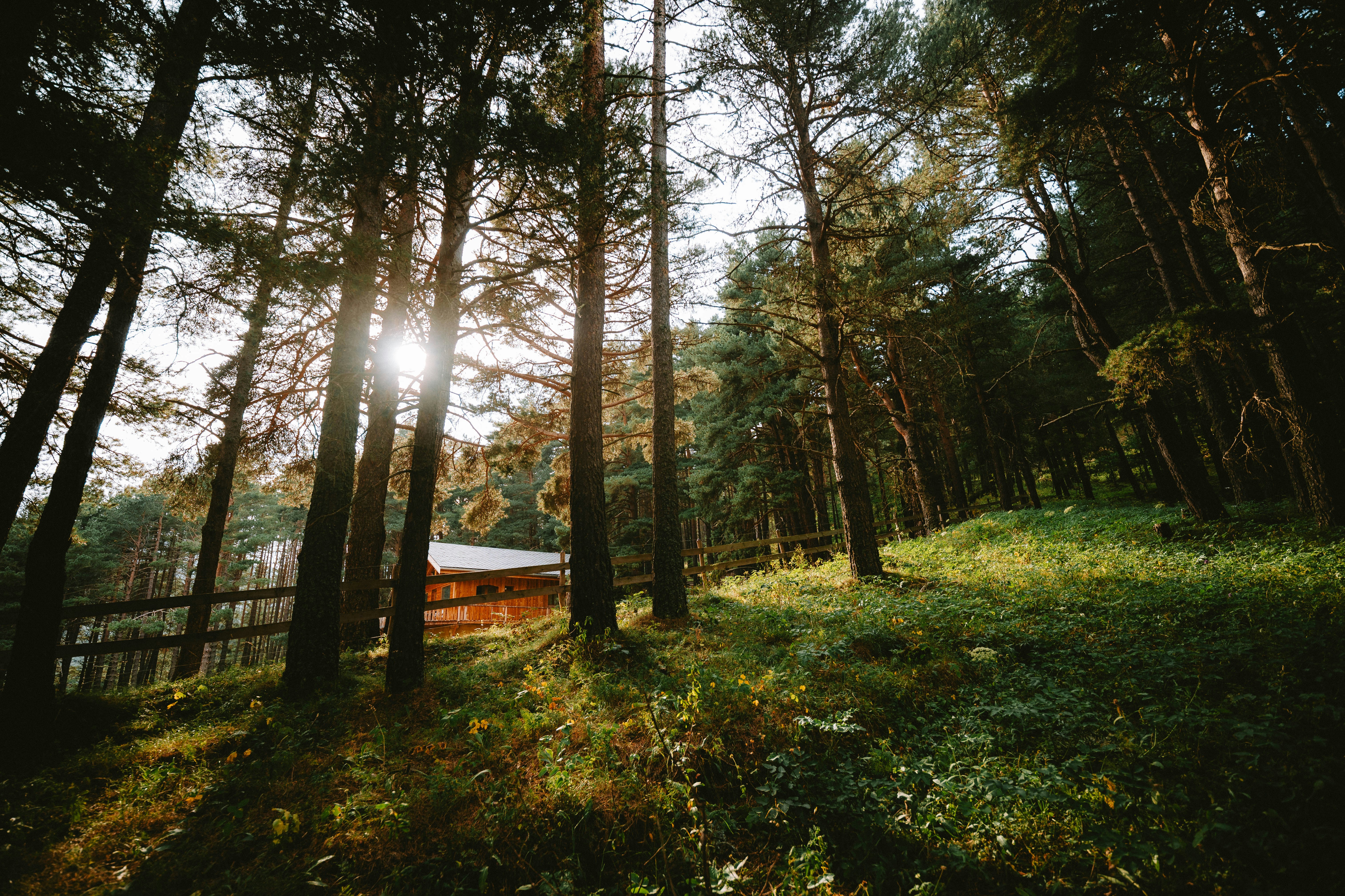 Sunlit Clearing by the Pine Trail