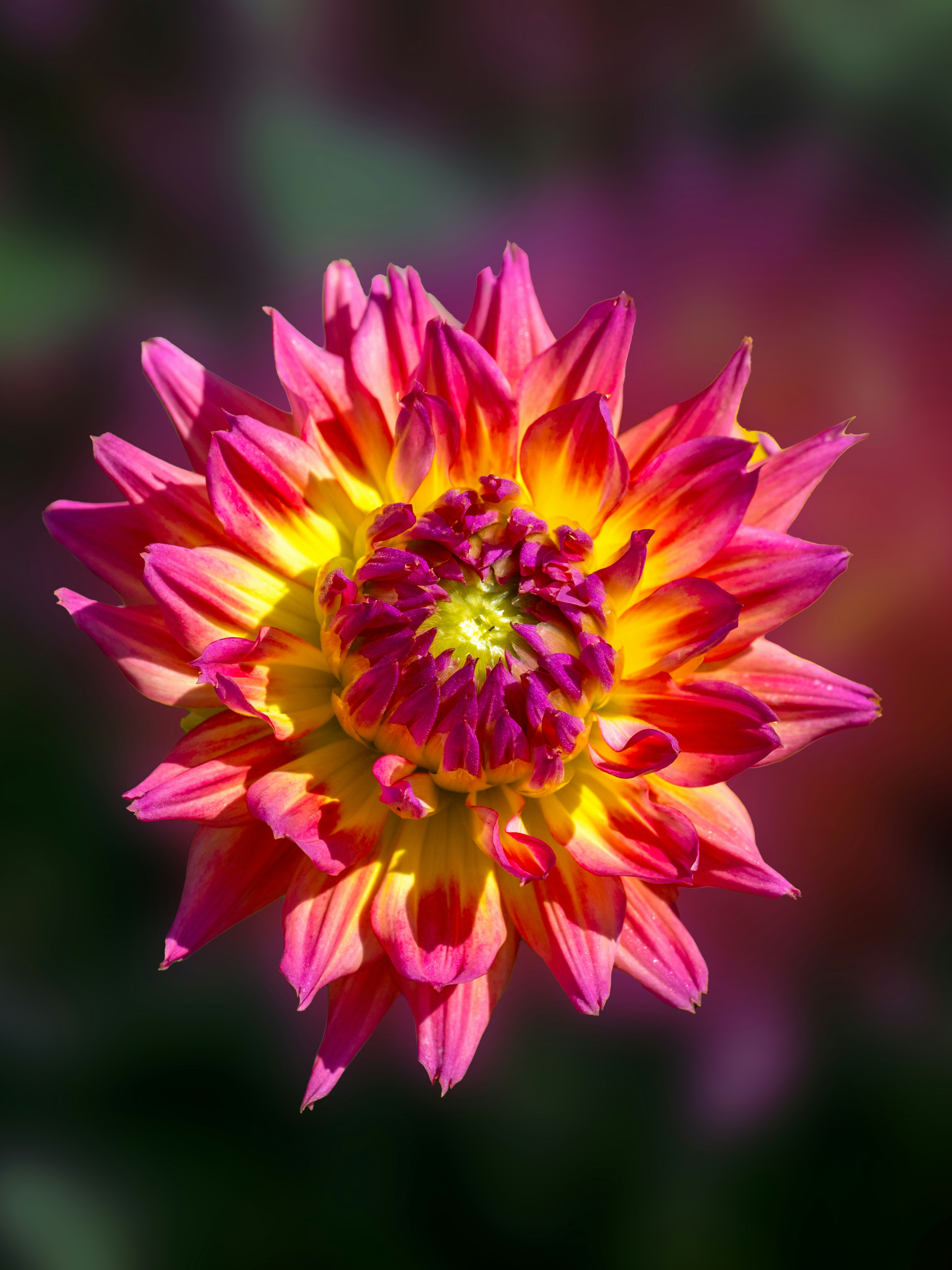 Sunburst Dahlia: Fireworks in a Petal Bloom