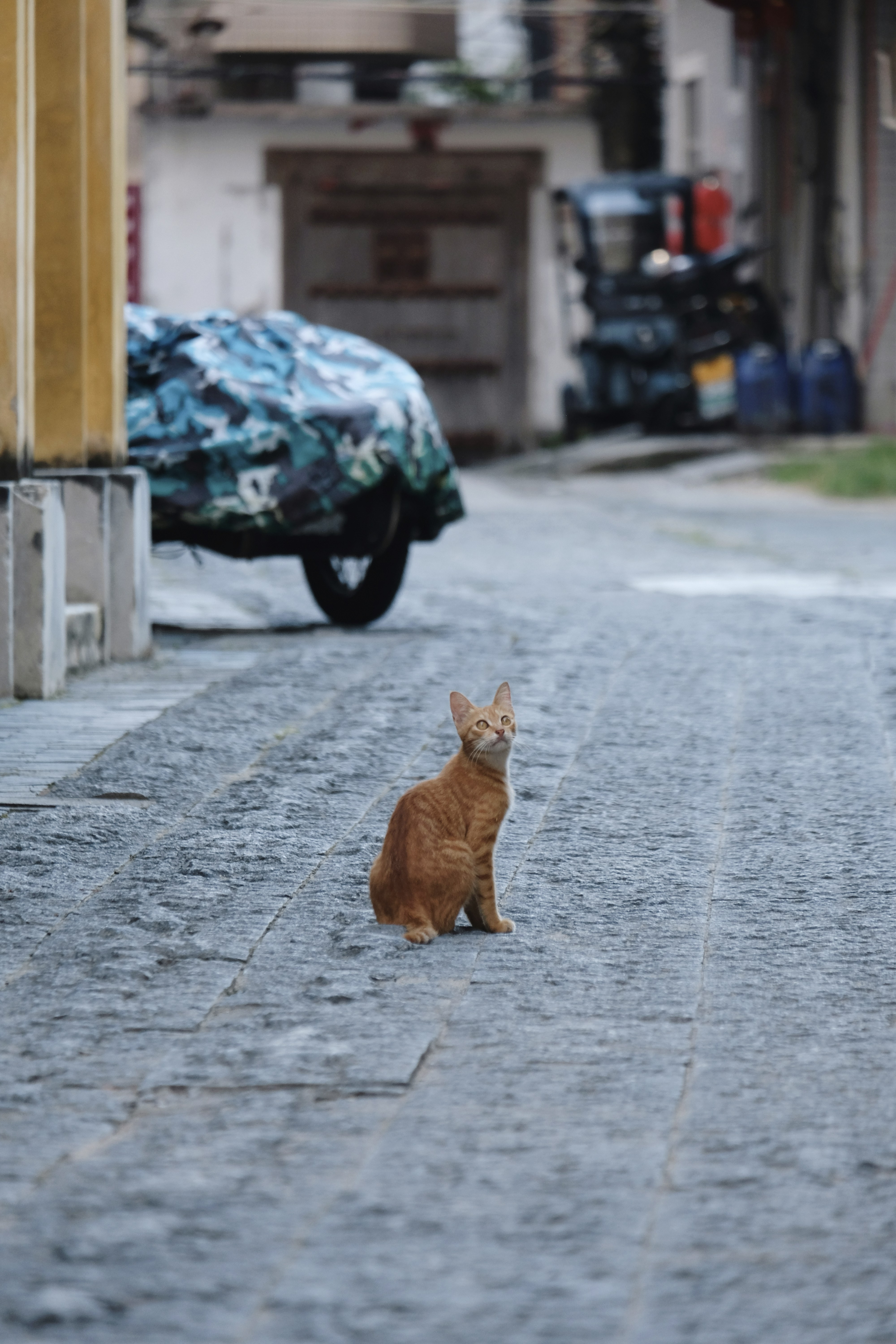 Orange Cat Pauses on a Quiet Alley Run