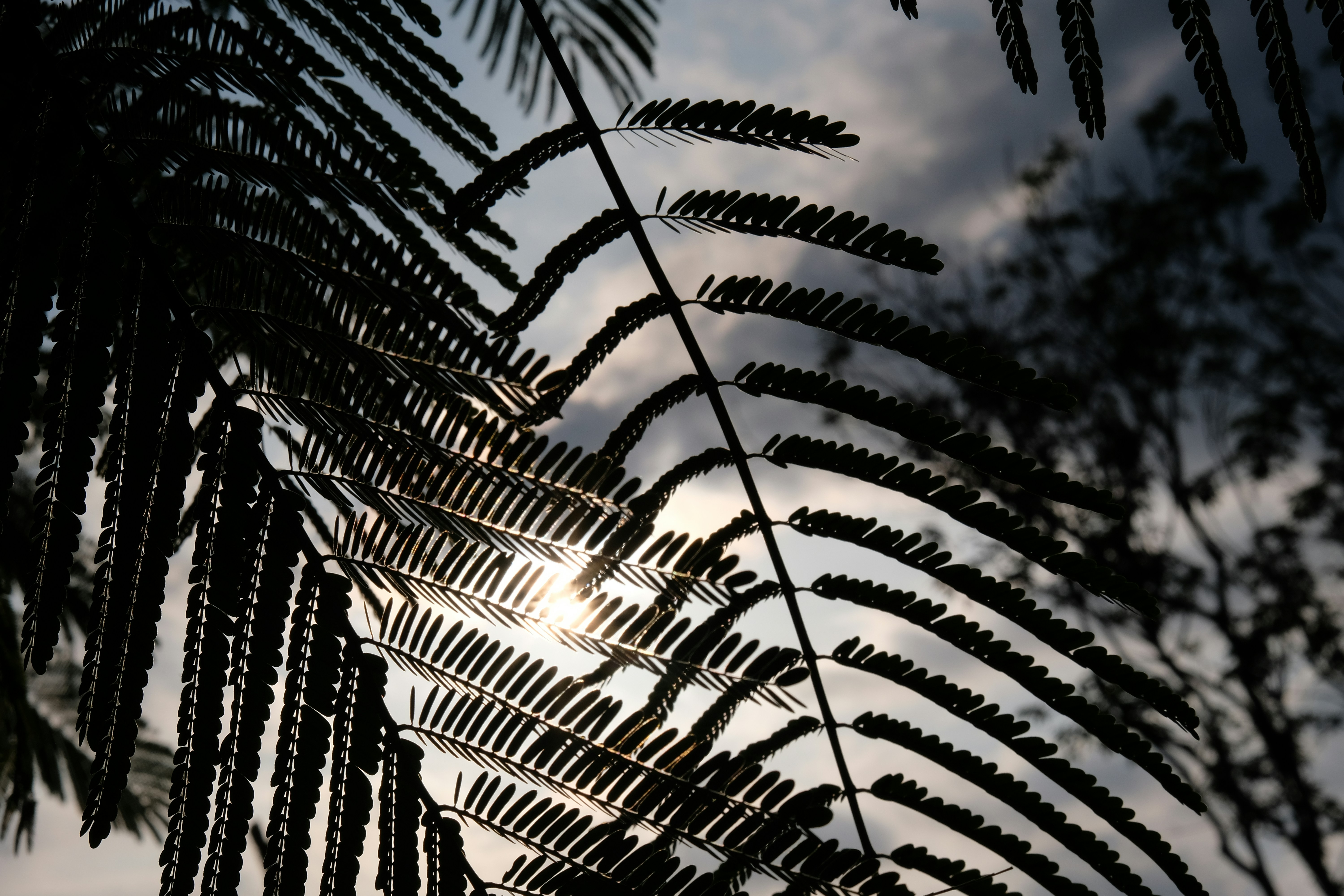 Sunlit Fern Veil: Backlit Fronds Whispering Through the Light
