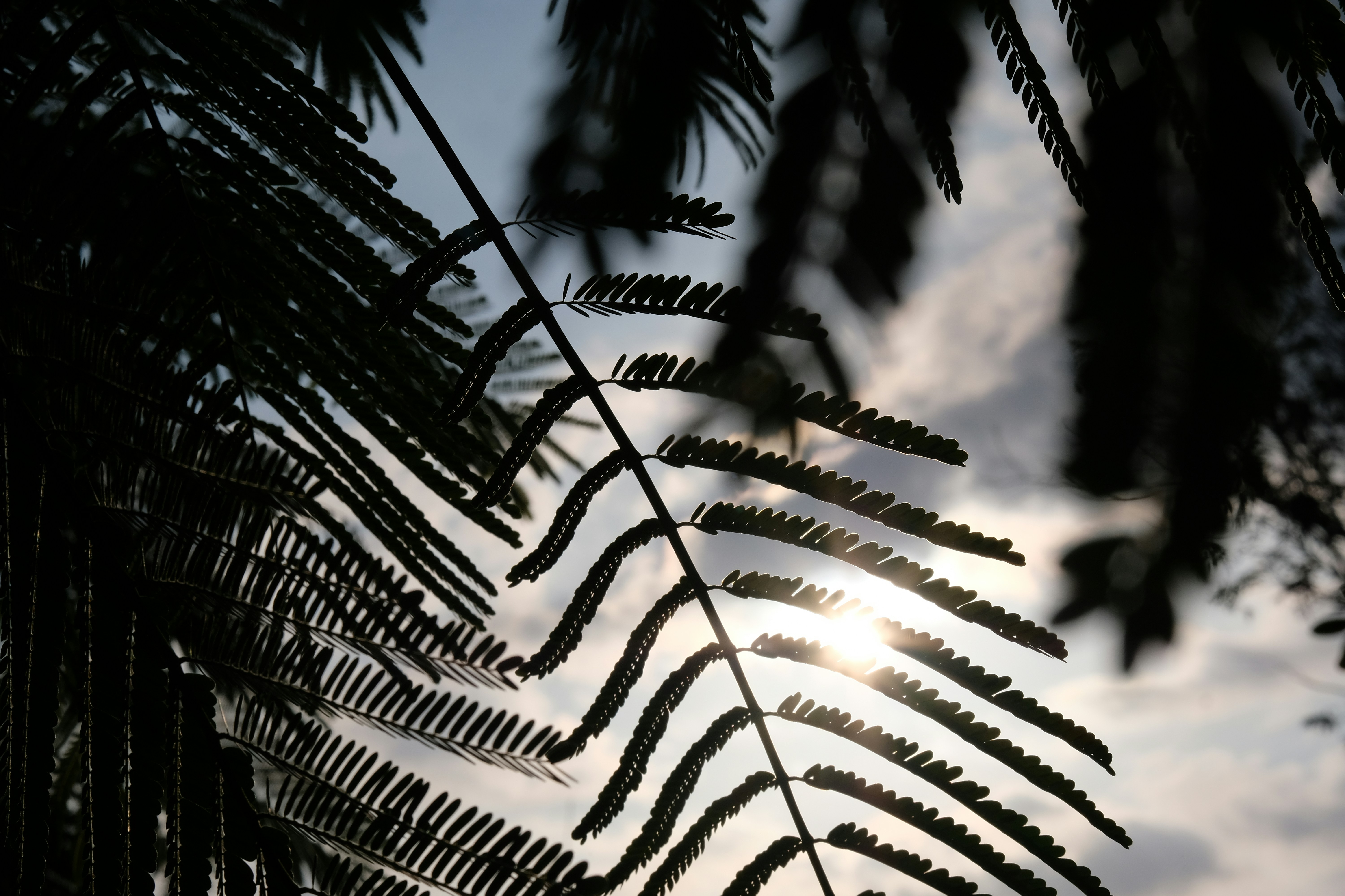Silhouetted fern Fronds Against a Backlit Sky