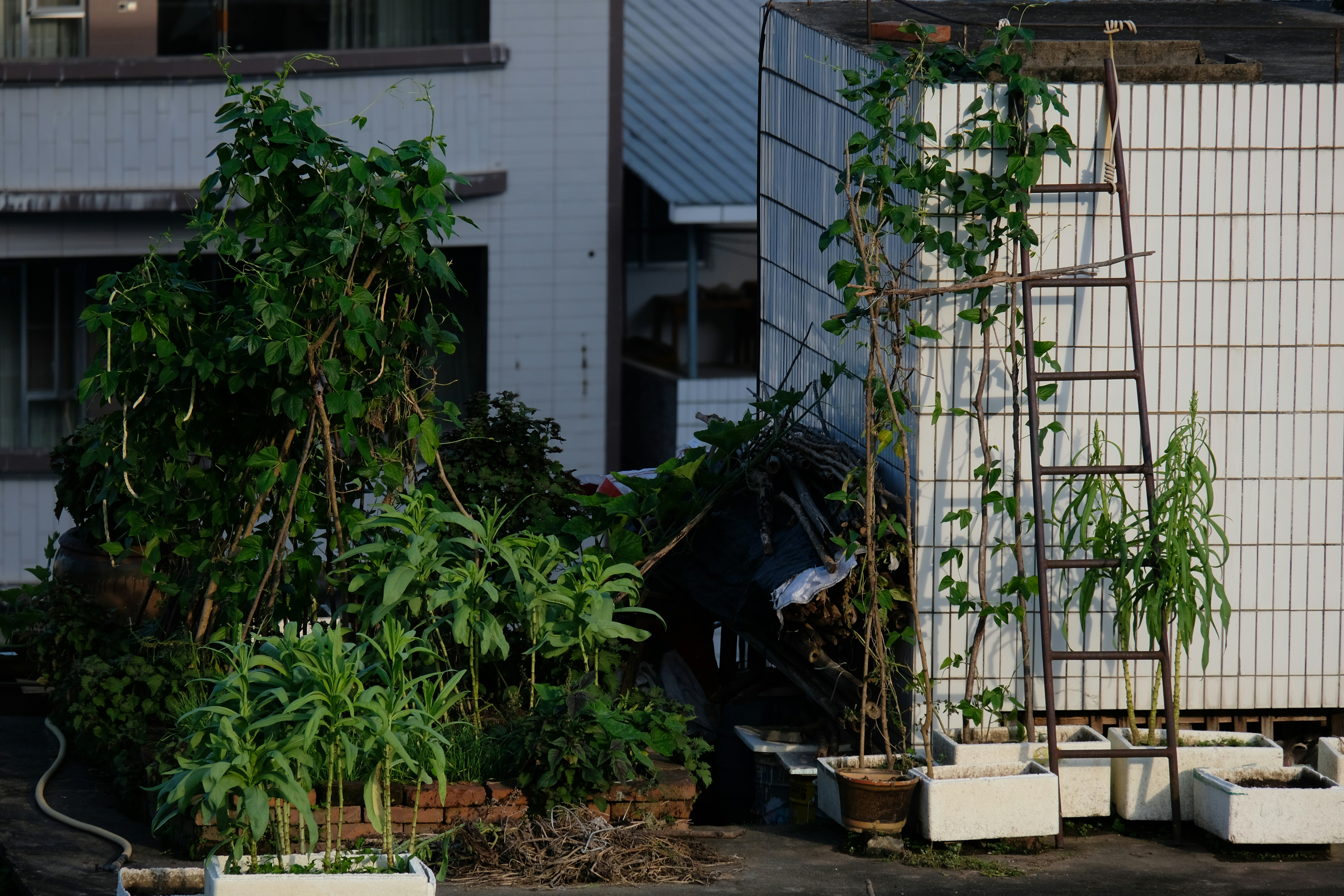 Urban Garden Shelter: A Quiet Corner of Pots and Trellises