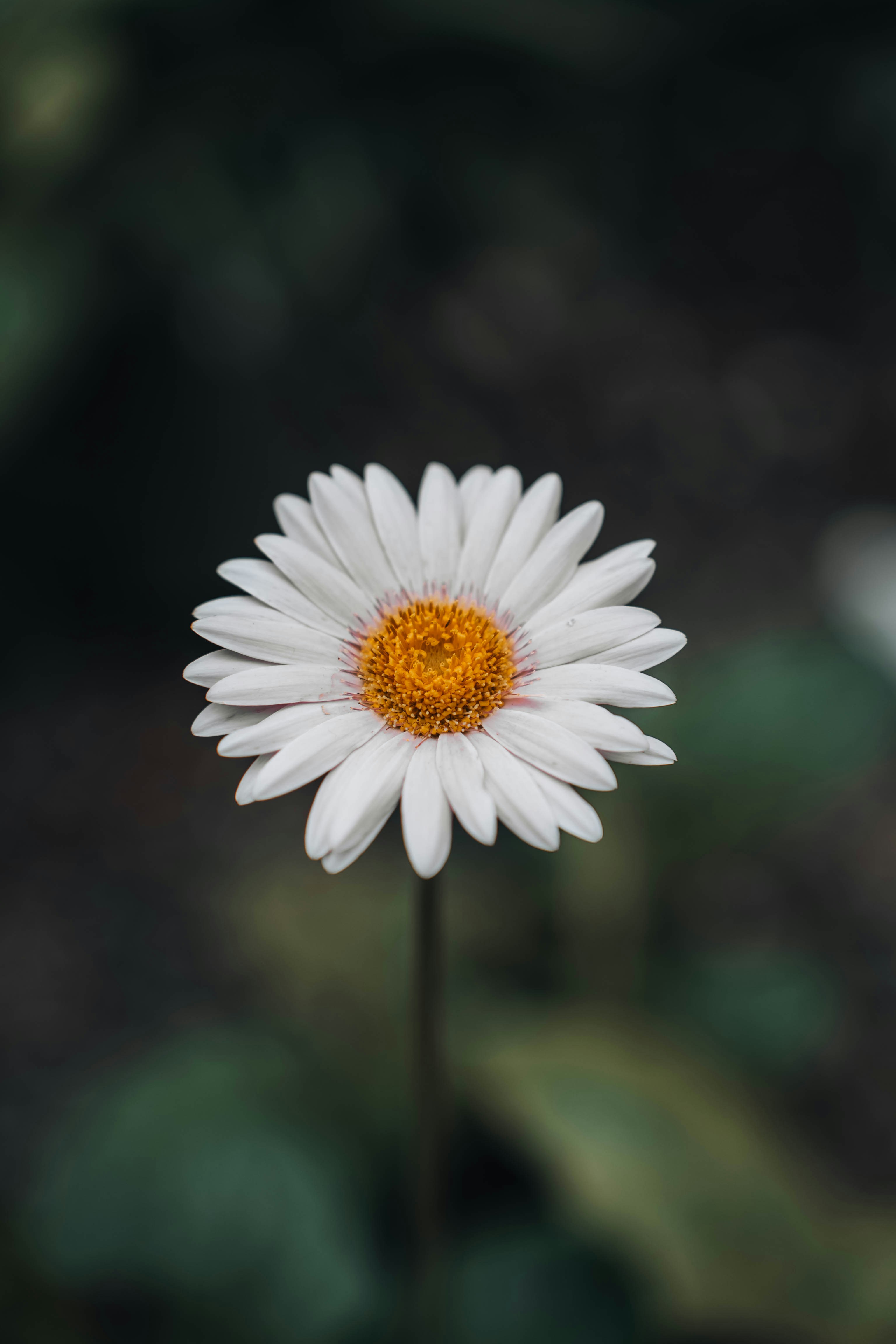 Centered Daisy: A Close-Up Celebration of a White Petaled Bloom