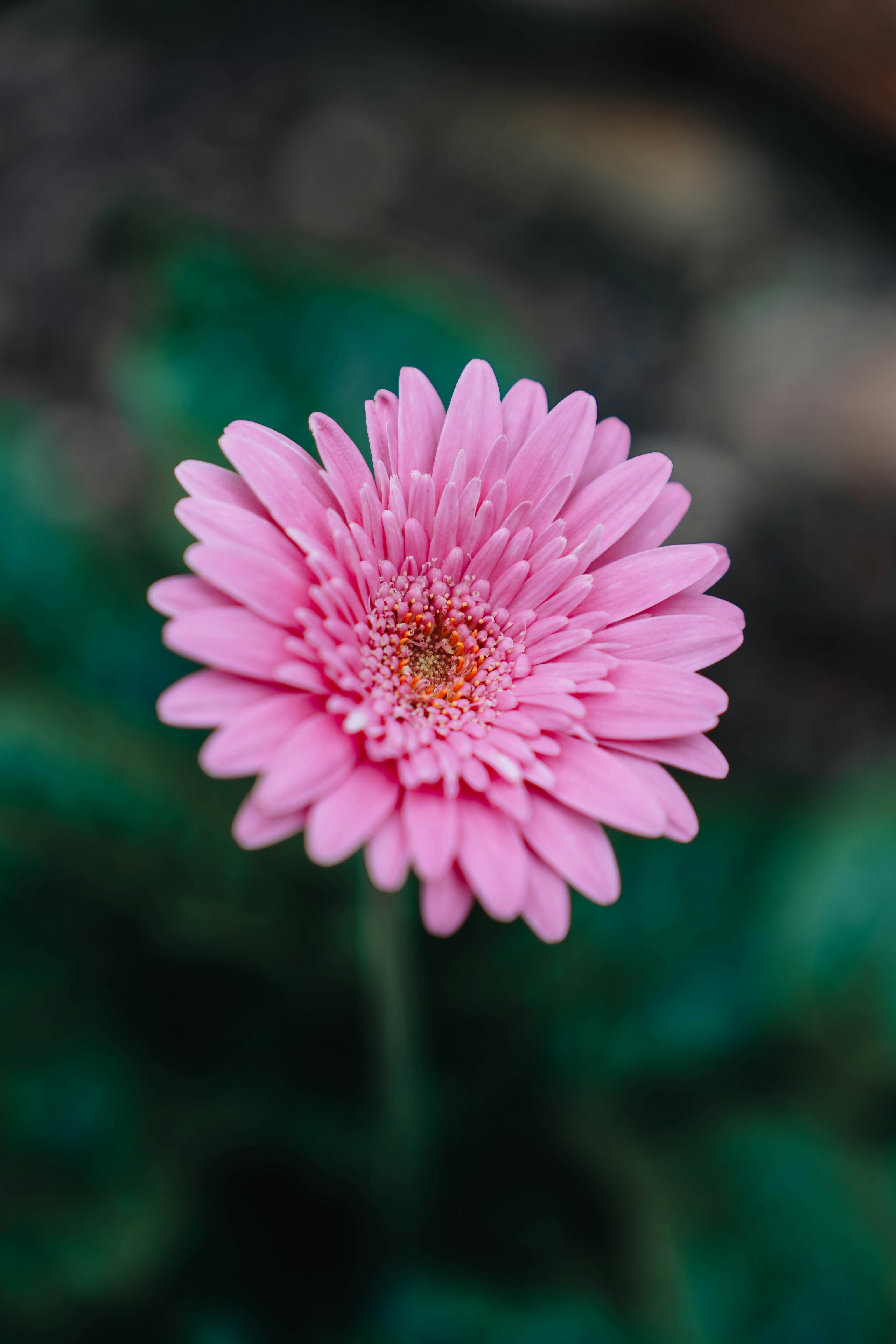Pink Bloom in Quiet Focus