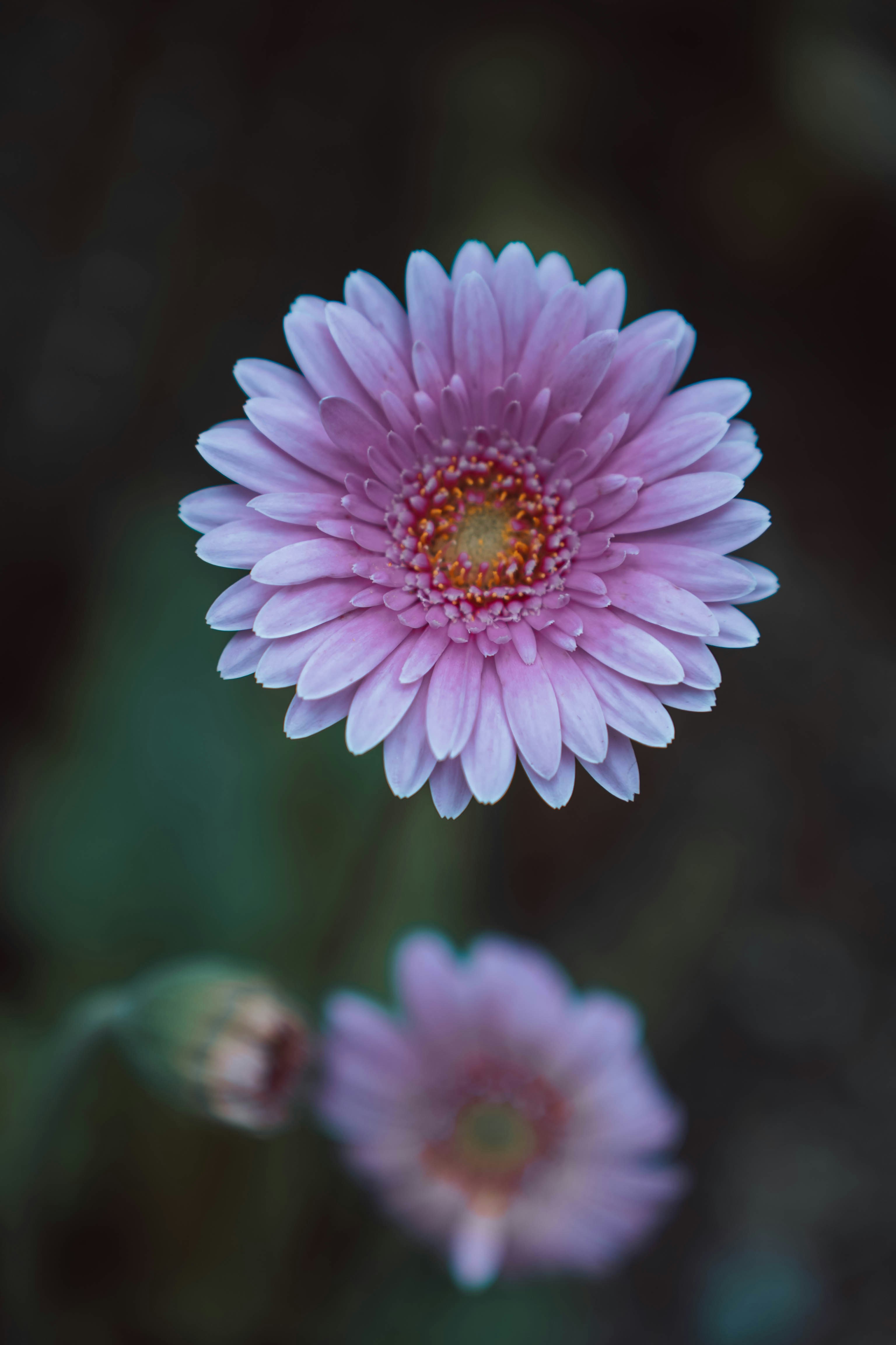 Crimson Blossom in Soft Focus