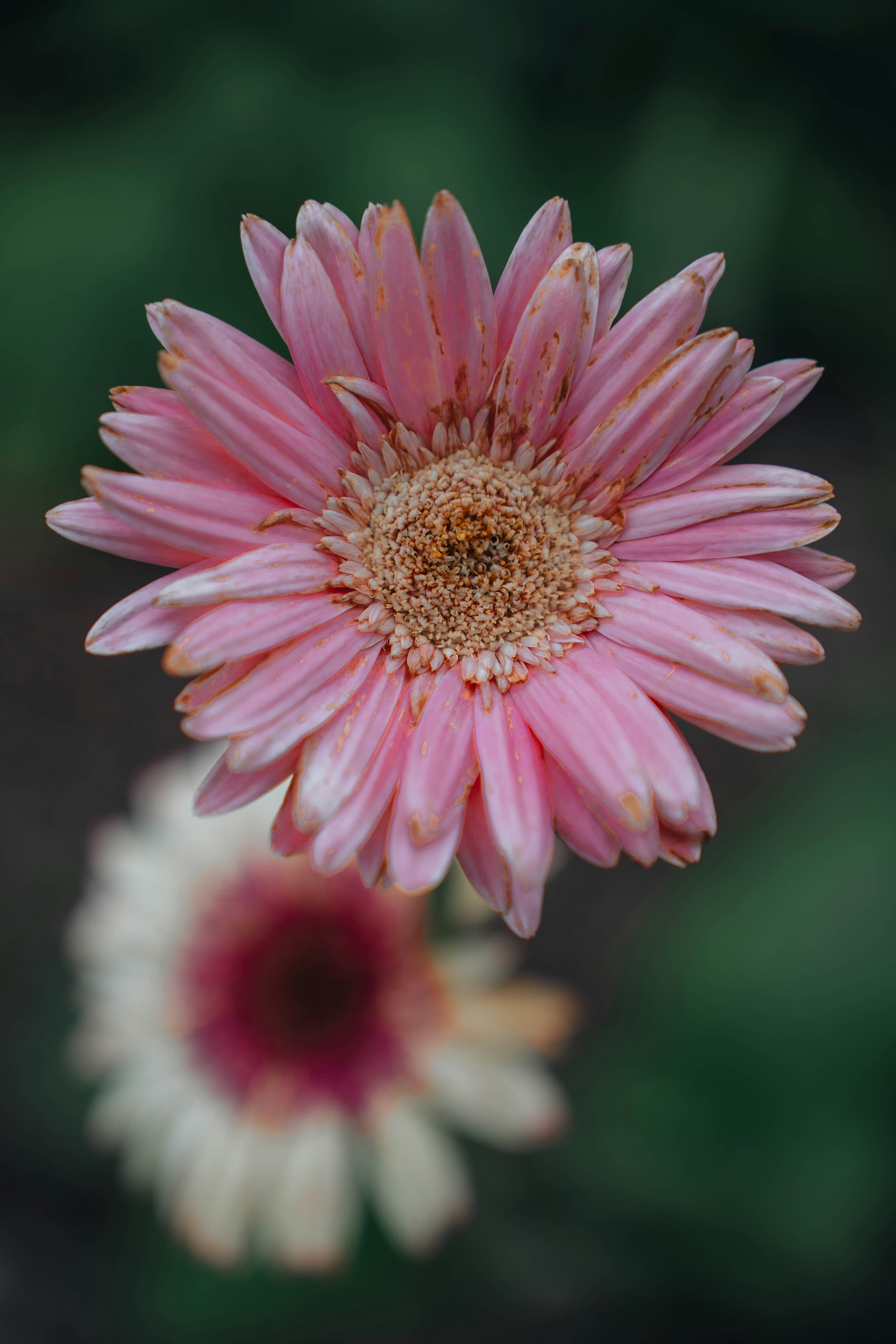 Pink Gerbera in Focus: Central Bloom with Soft Blur