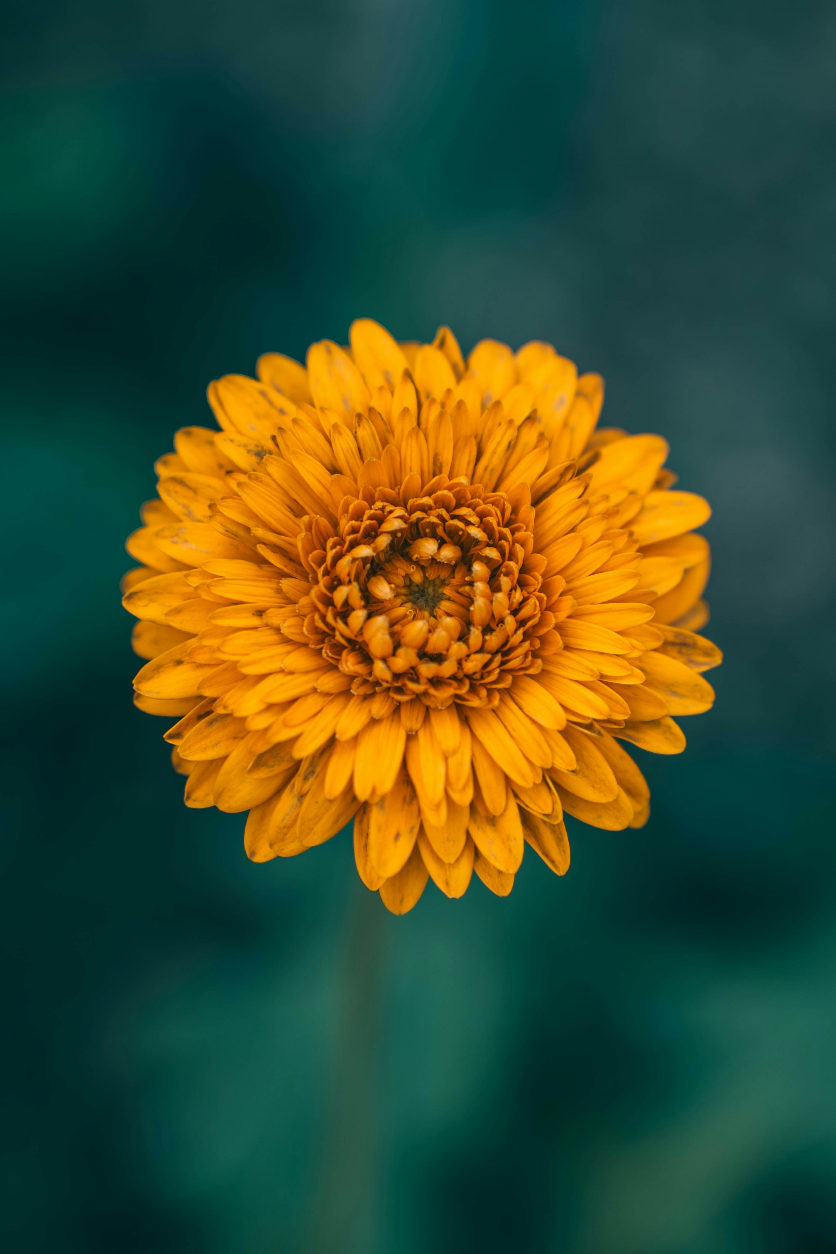 Golden Bloom: a portrait of symmetry and warmth