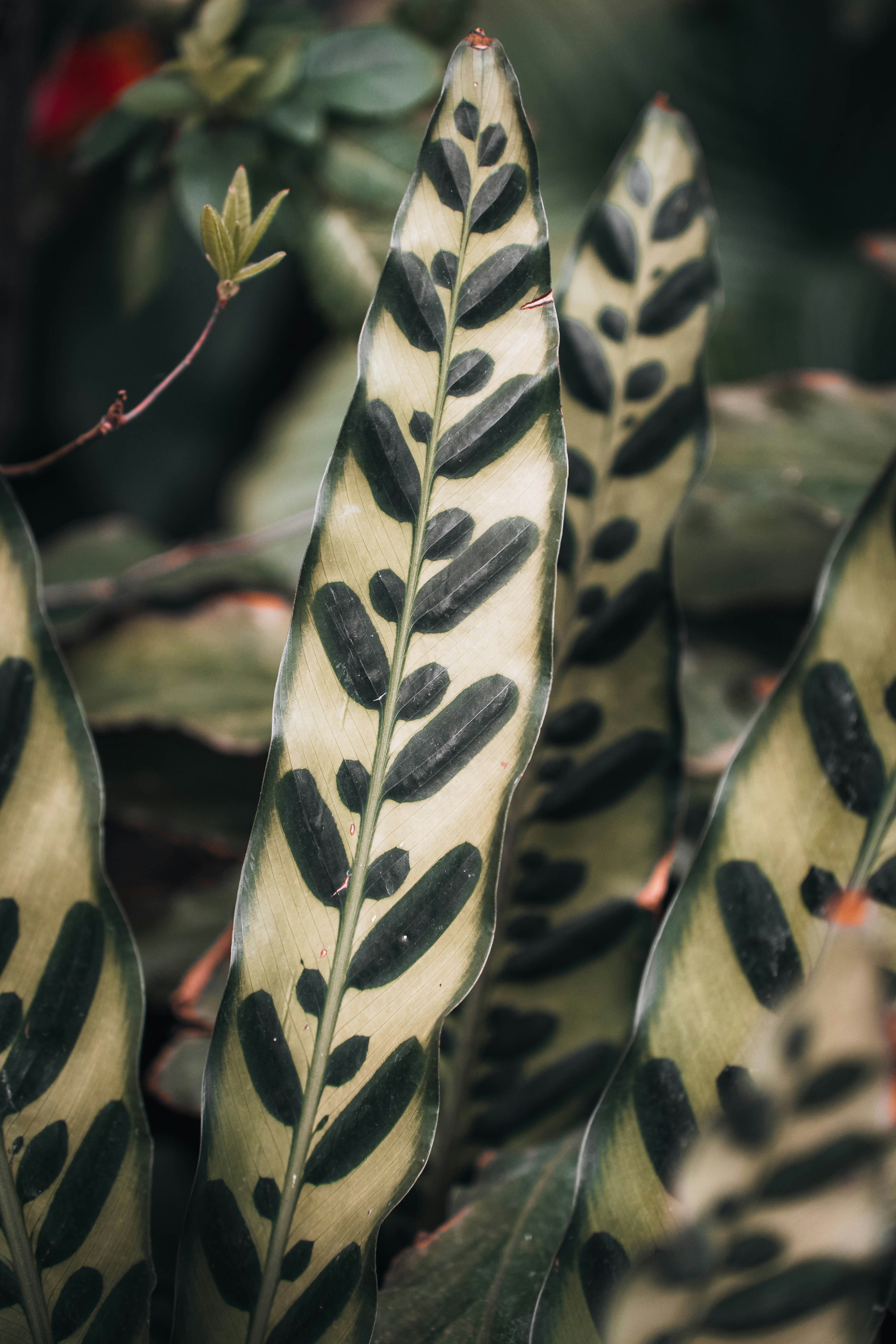 Variegated leaves with dark, patterned markings occupy the frame, showing close-up texture and edge detail. The image focuses on plant foliage with soft background blur, highlighting natural color contrasts and leaf venation.