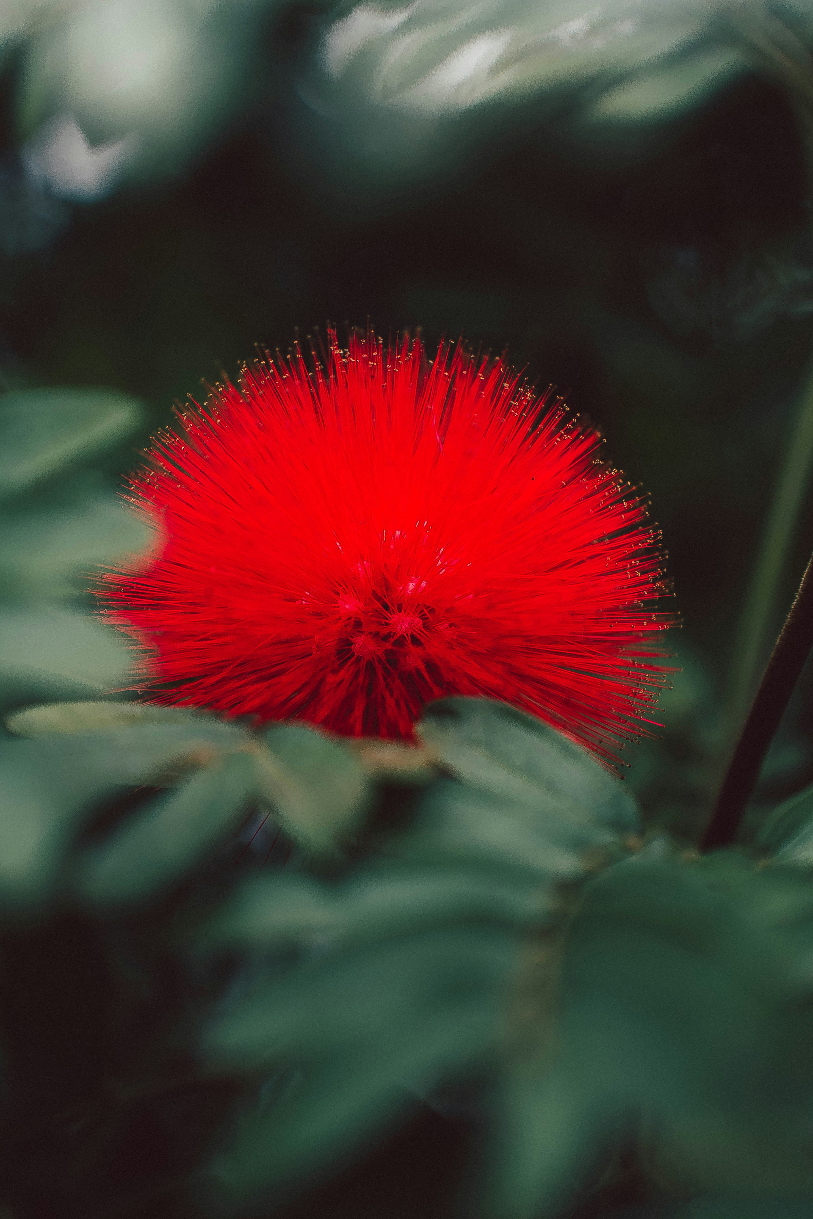 Crimson Bloom: A Velvet Orb Surrounded by Quiet Green