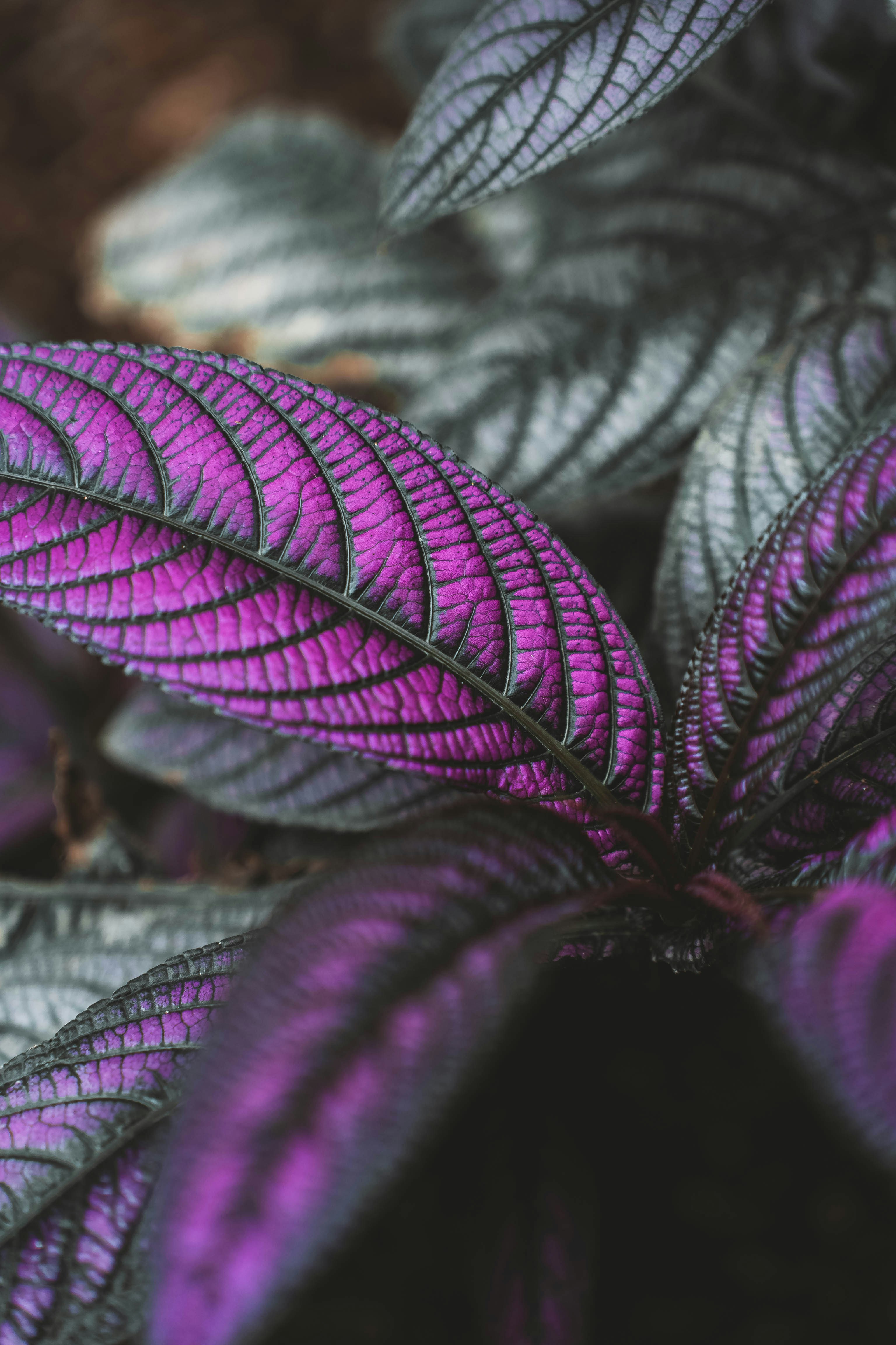Violet Veins: A Close-Up of Color-Shifted Leaves
