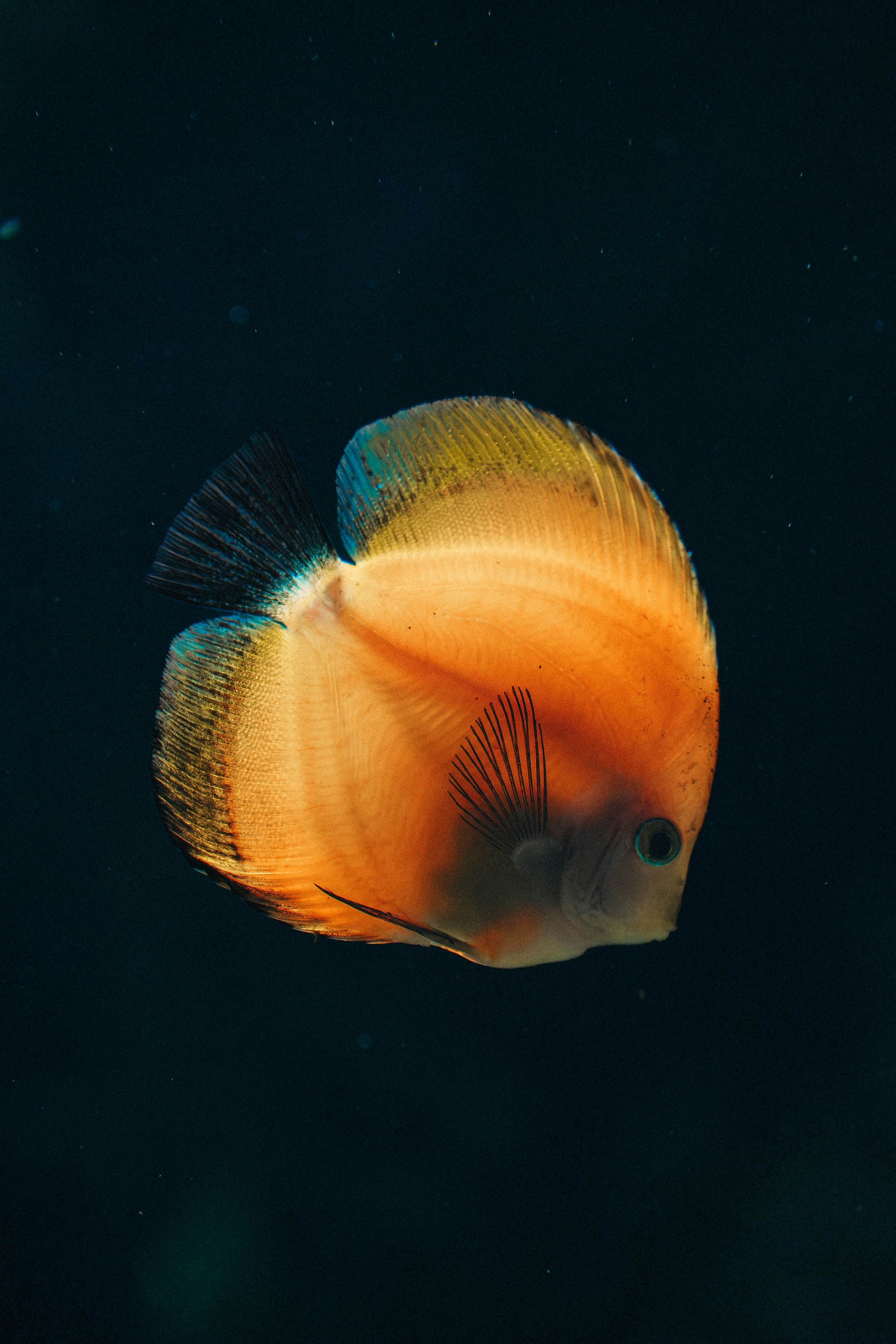 Amber Angelfish in a Velvet Abyss