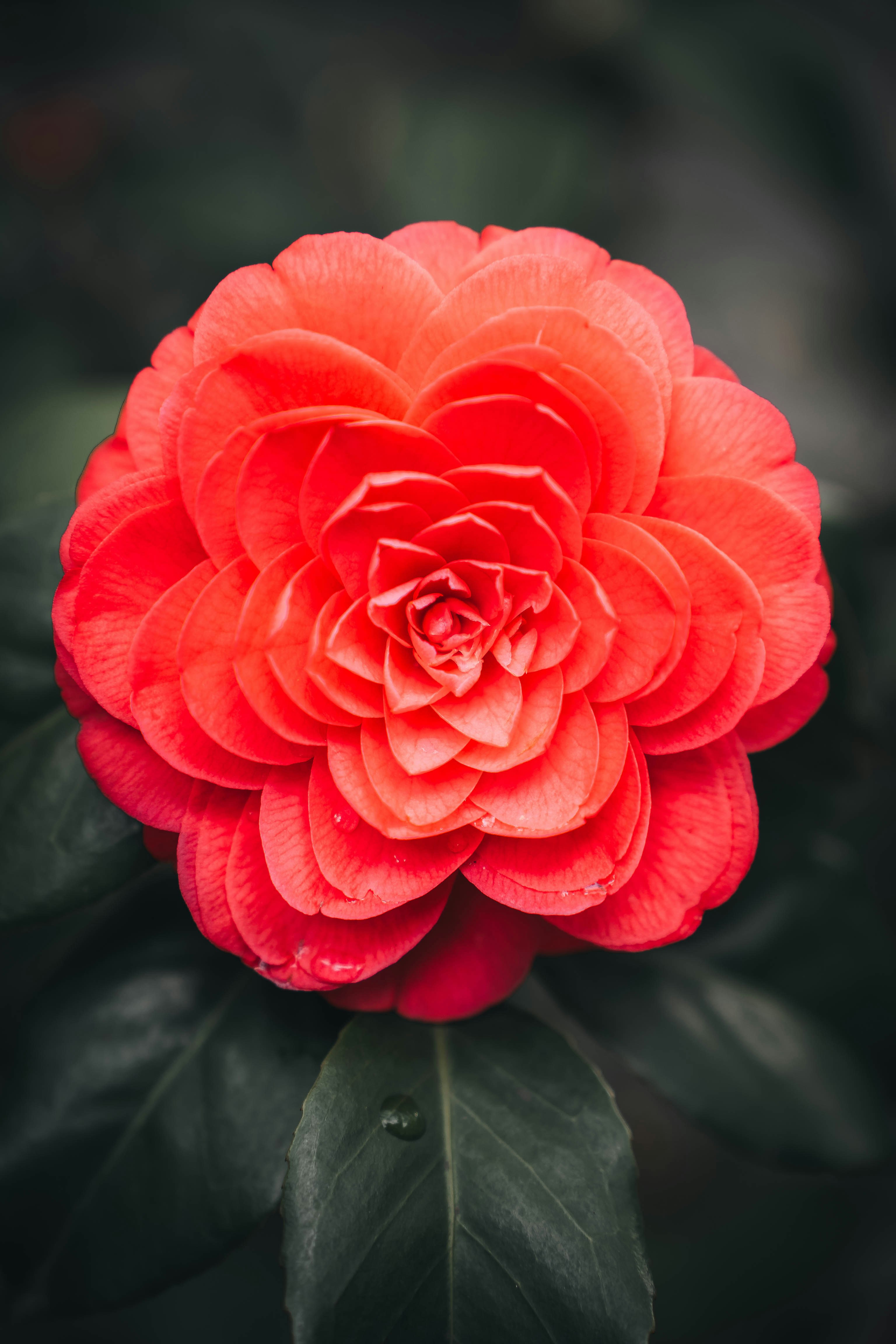 Radiant Rosette: The Velvet Bloom Centerstage