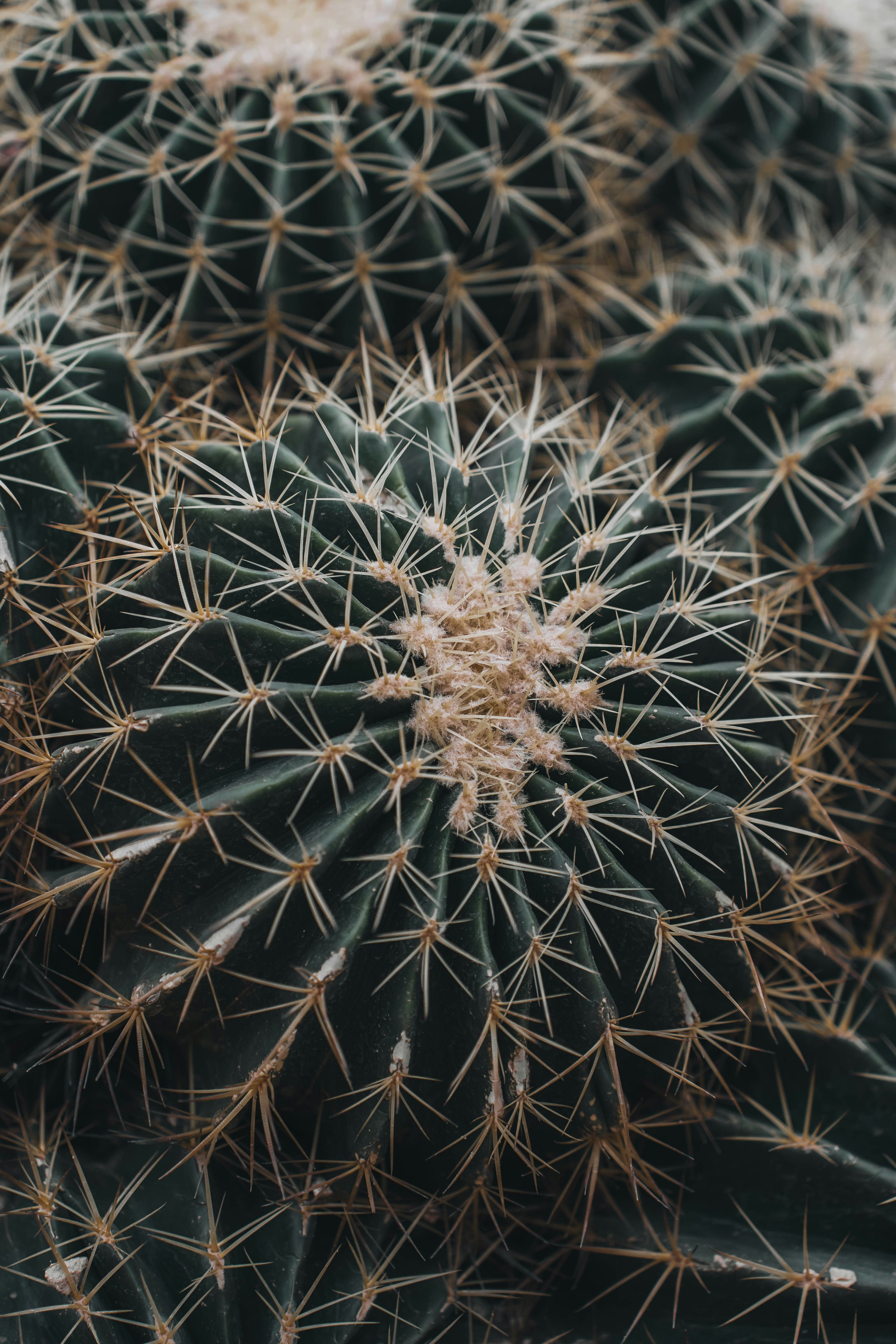 Close-up of a nocturnal cactus: spines radiate like a golden starburst