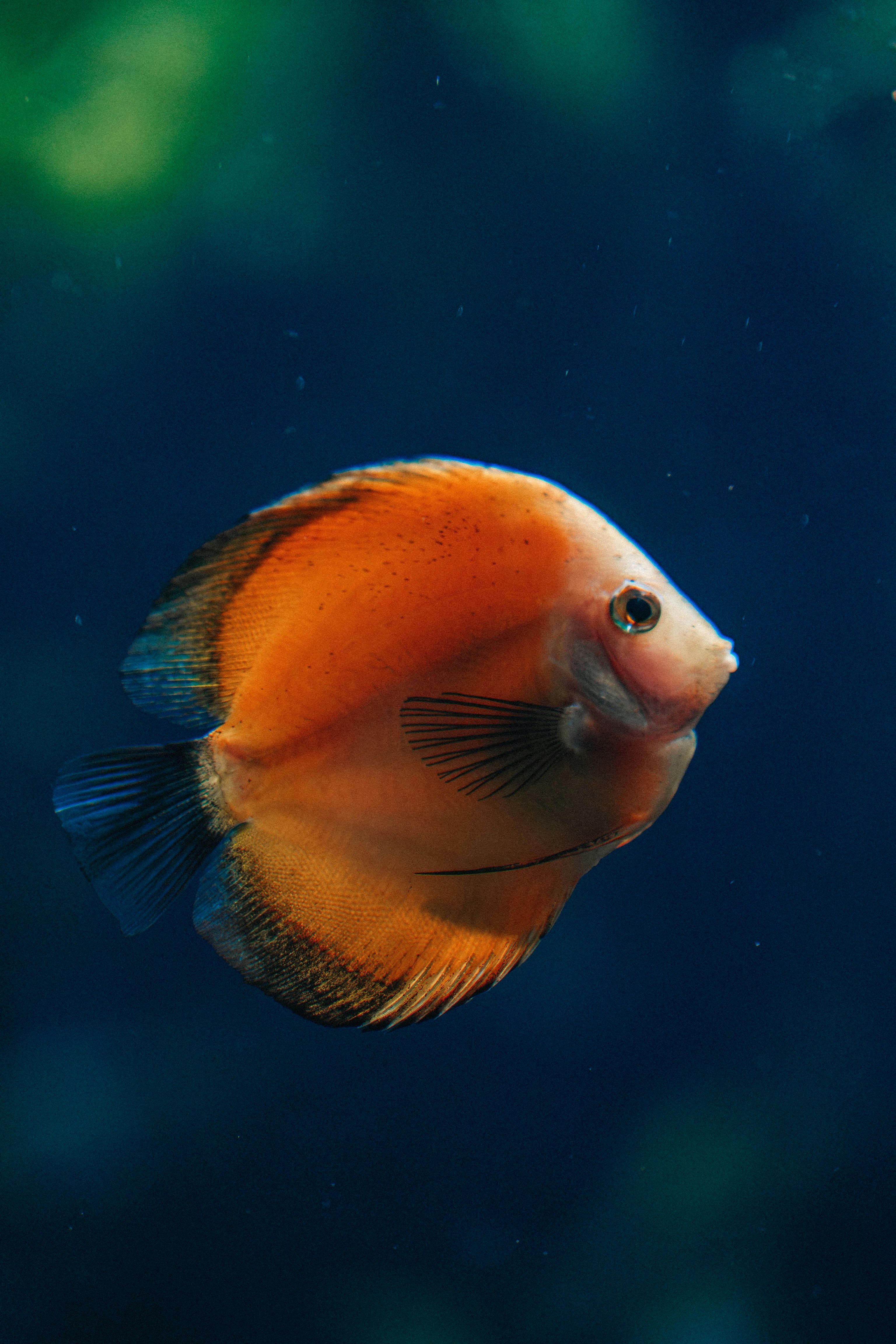 Orange Discus in Deep Blue Glow