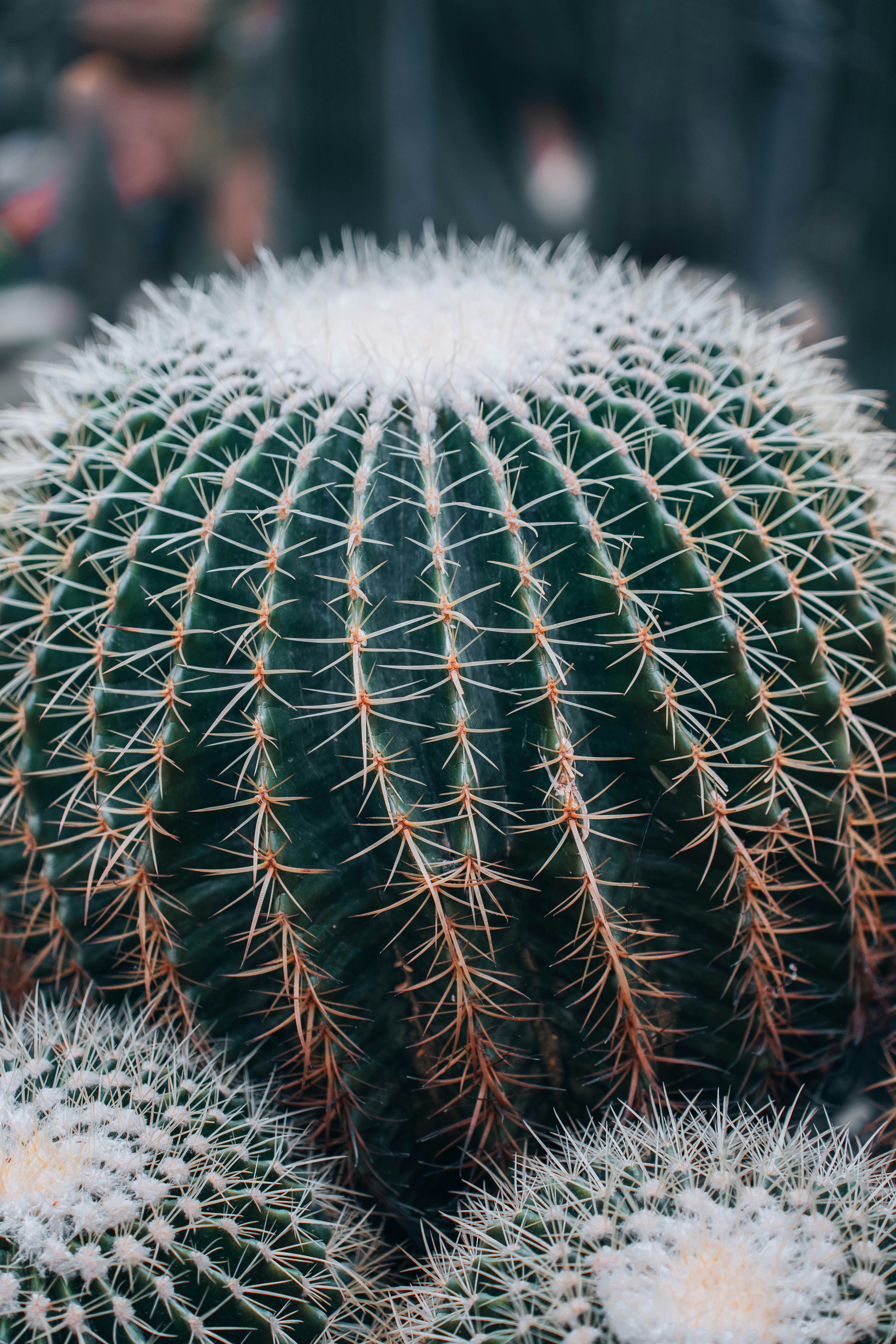 Close-Up of a Crowned Green Globe: A World of Spines