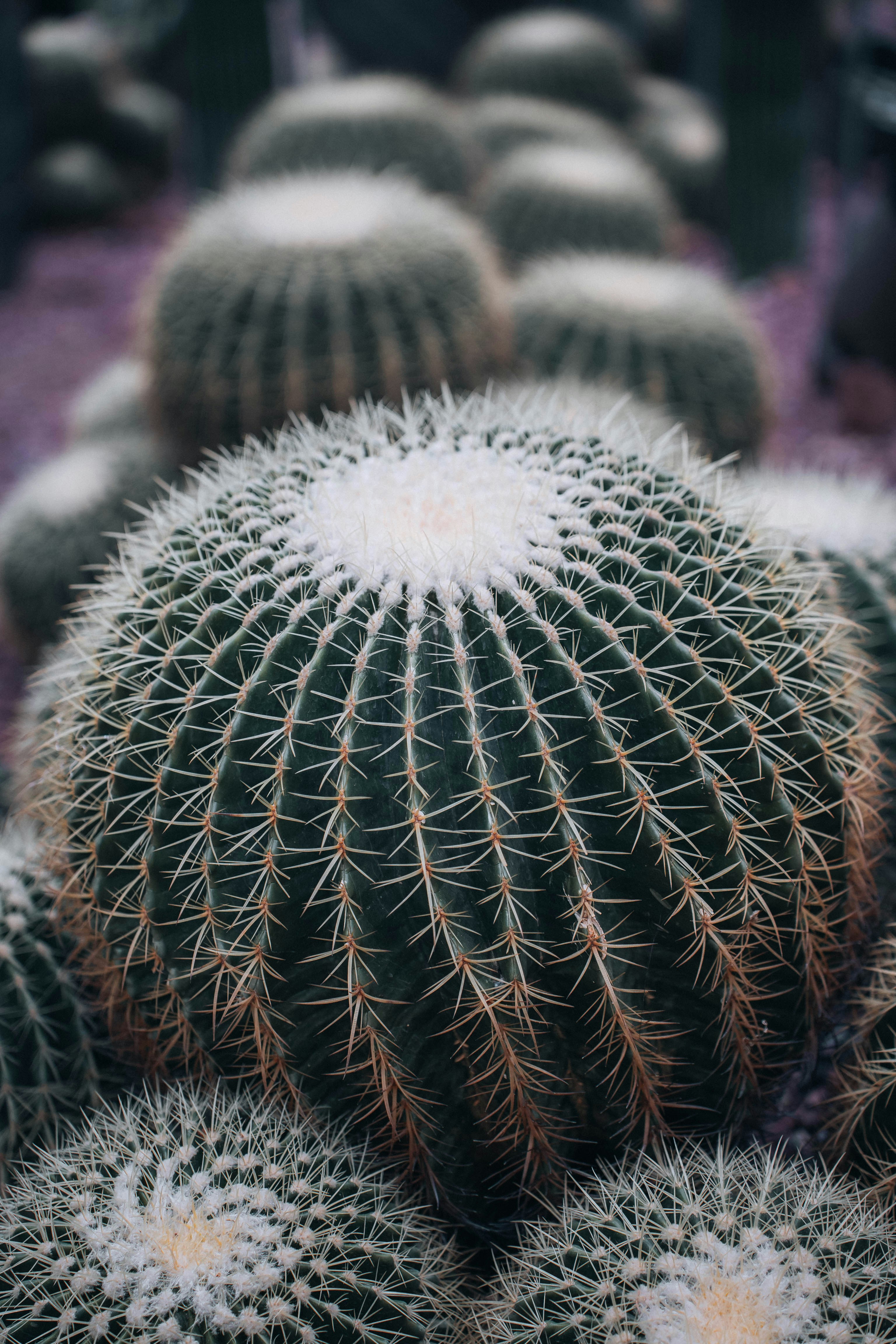 Cactus Crown: A Line of Spherical Guards