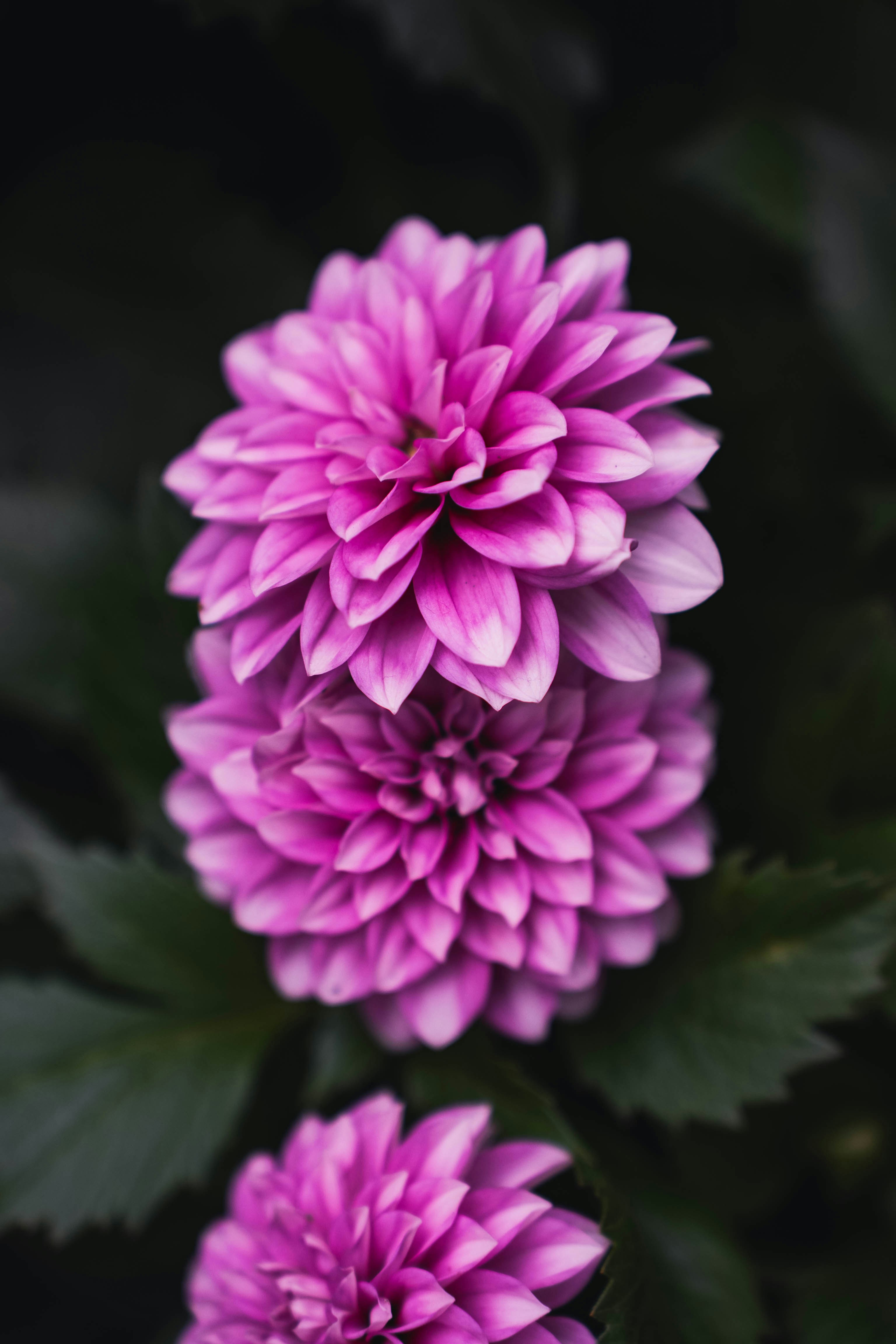Twin-Headed Magenta Dahlia in Soft Focus Frame