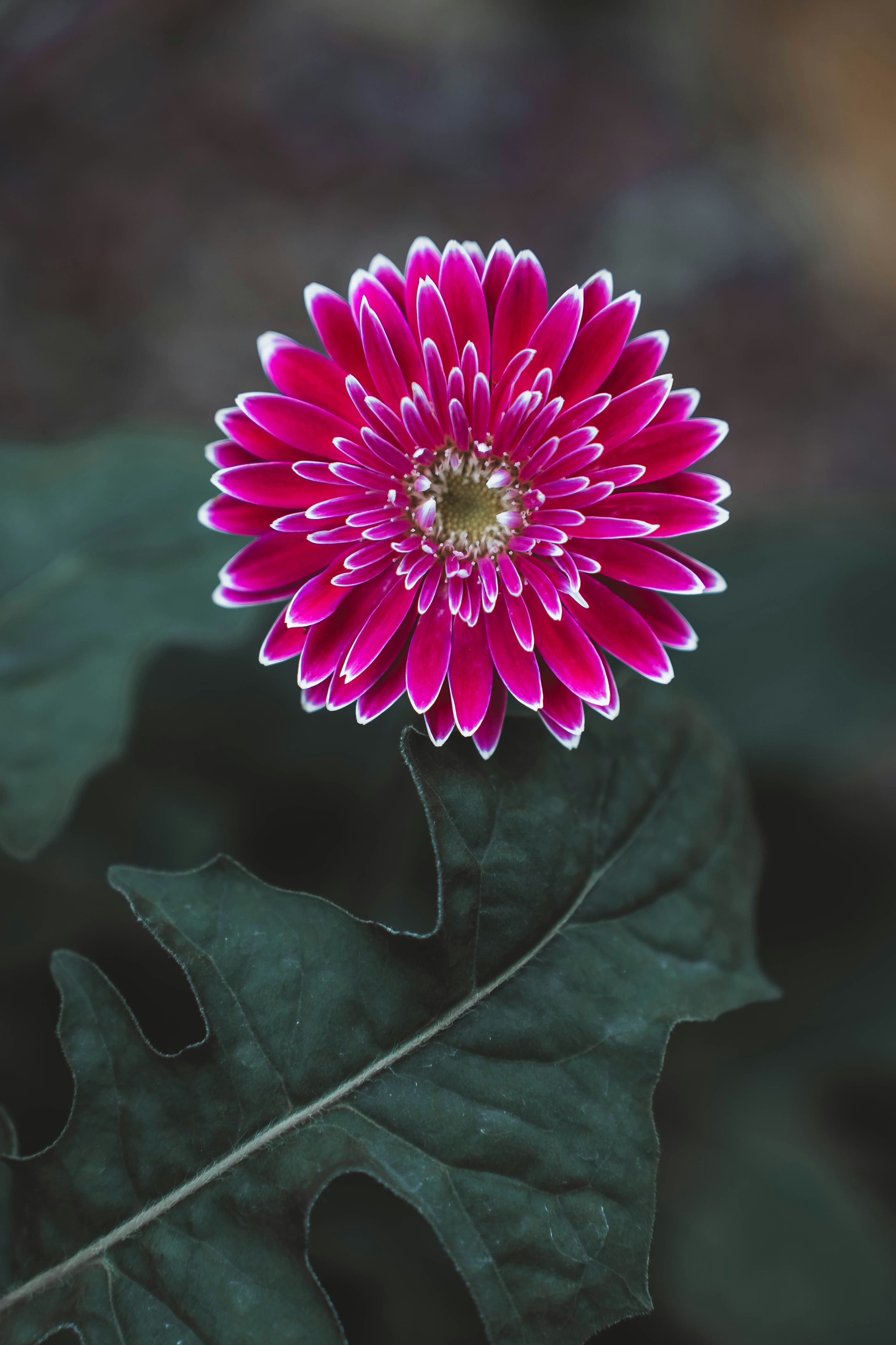 Magenta Bloom: A Close-Up Moment of Color and Texture