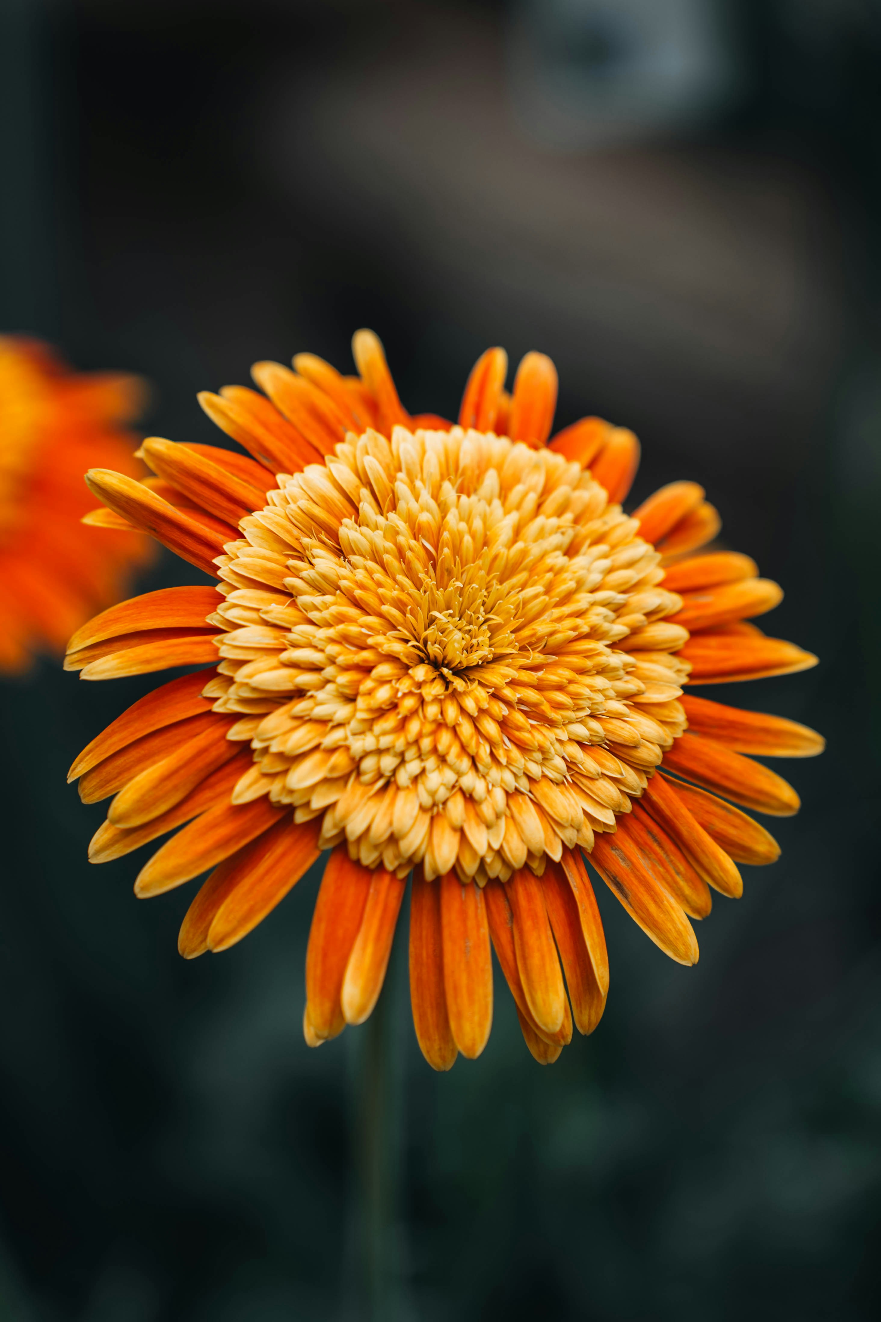 Sunlit Ember Bloom: A Close-Up of Orange Chrysanthemum