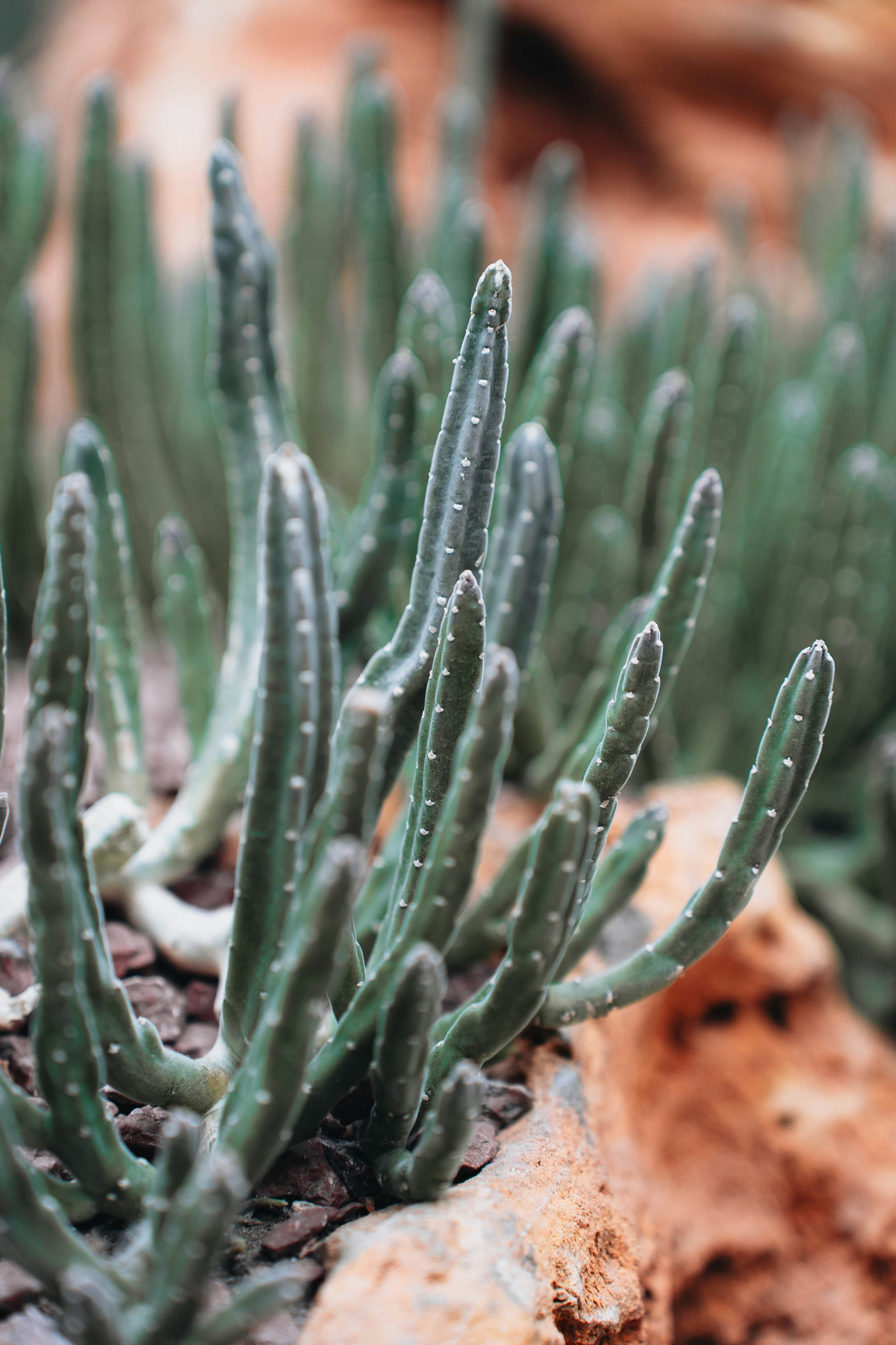 Desert Memory: Close-Up of Upright Cactus Segments Rising from Rusty Soil