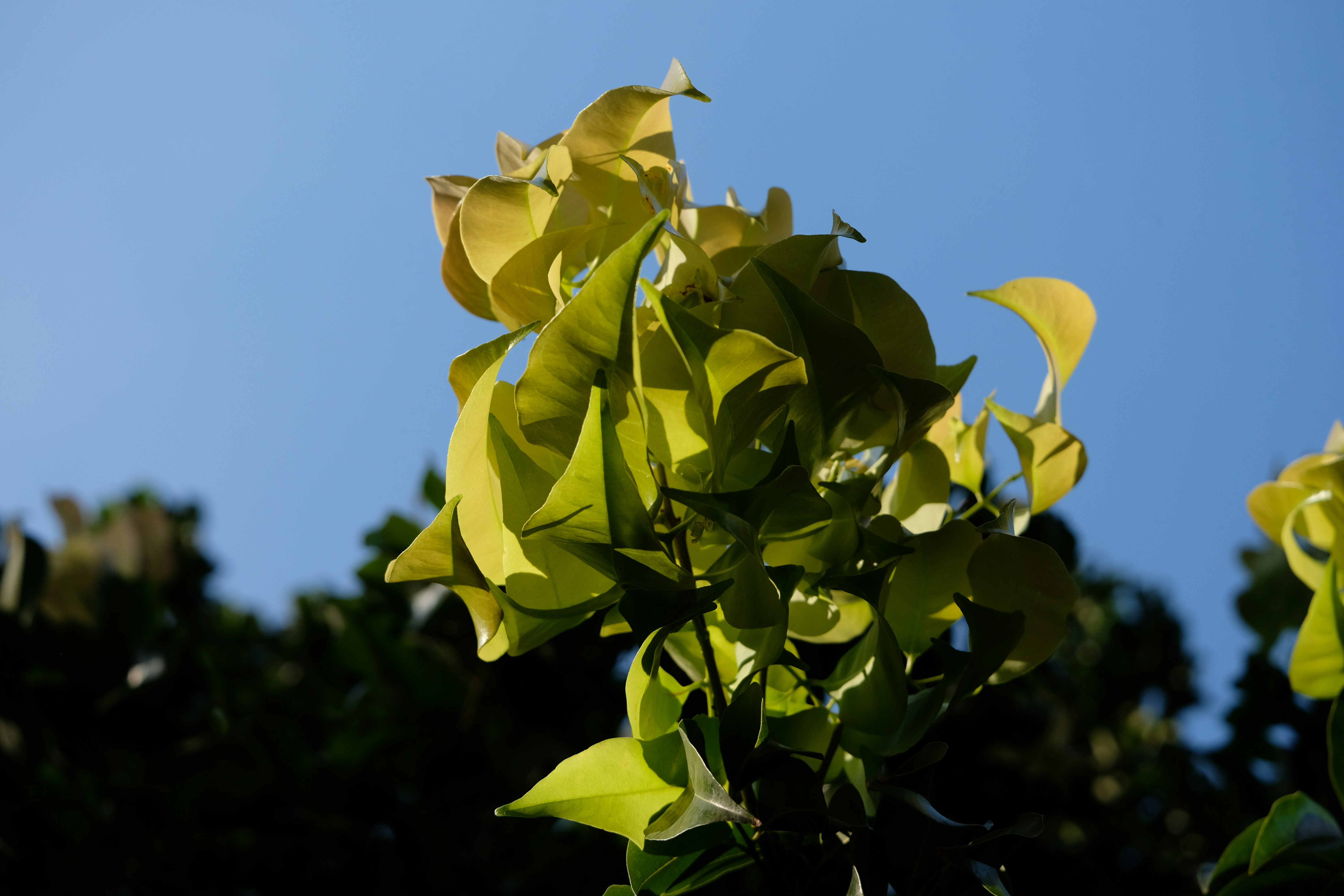 Sunlit Eucalypt Cluster Reaching Toward a Clear Sky