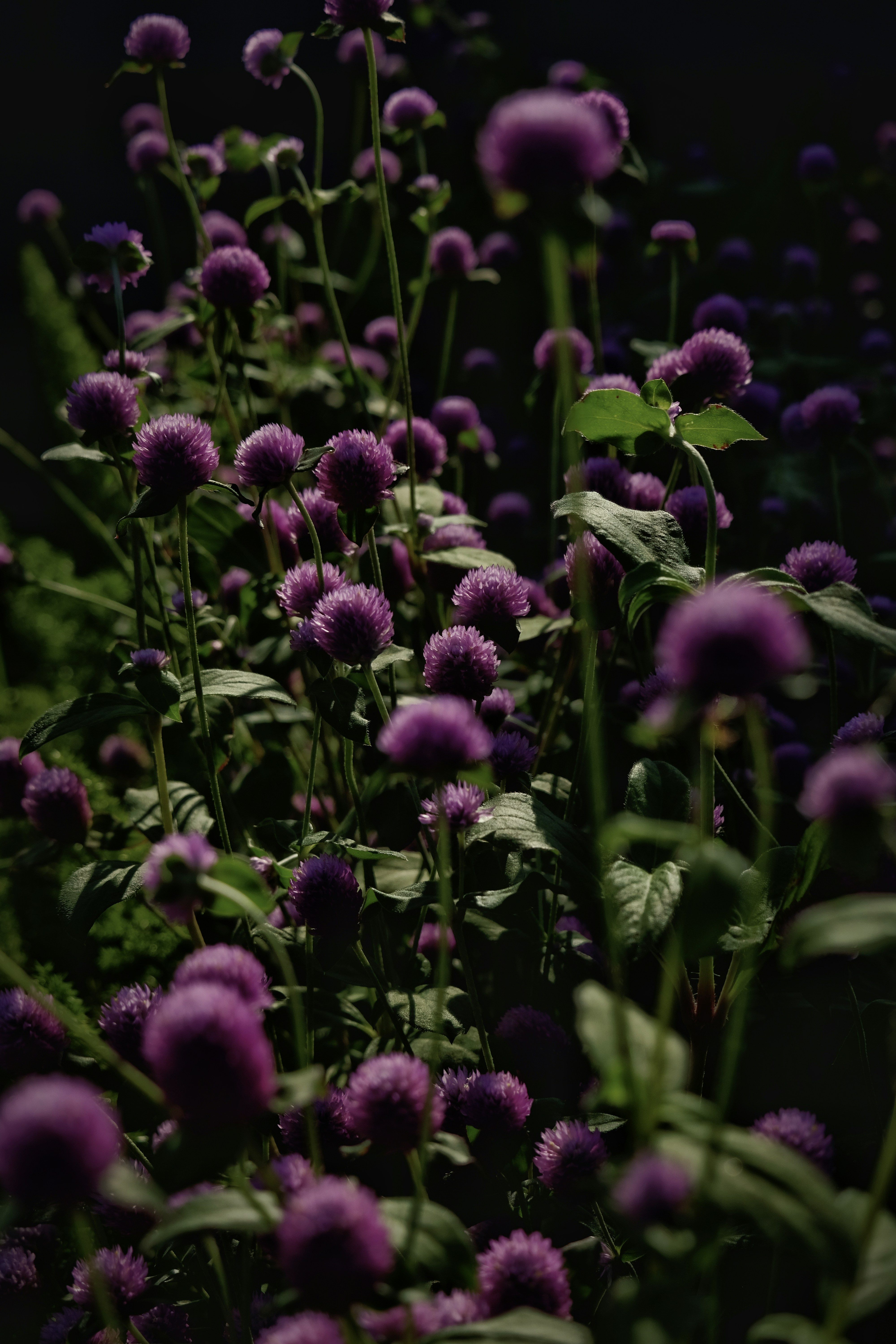 Moonlit Cloister of Purple Pompons