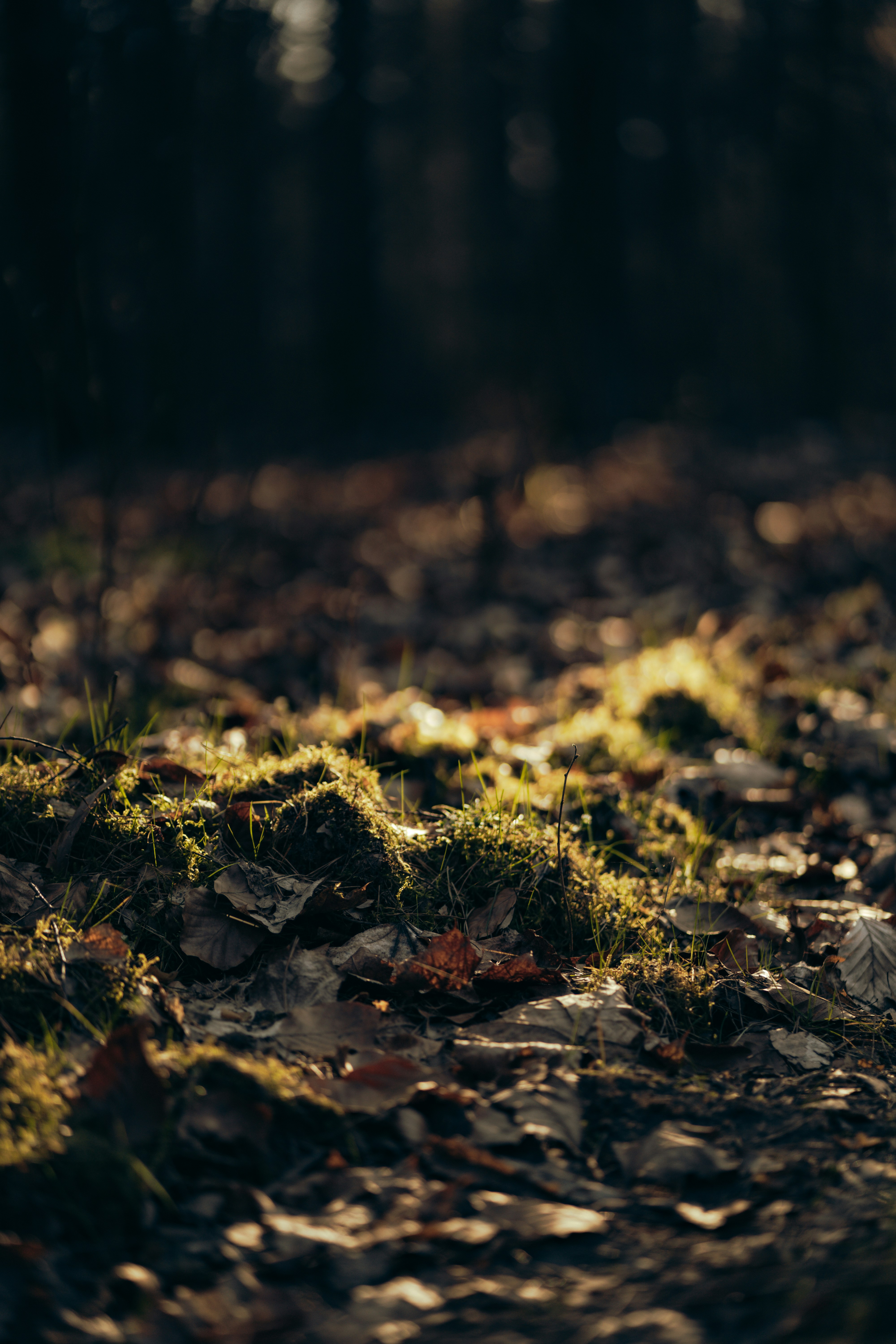 Hidden Meadow in Dappled Light