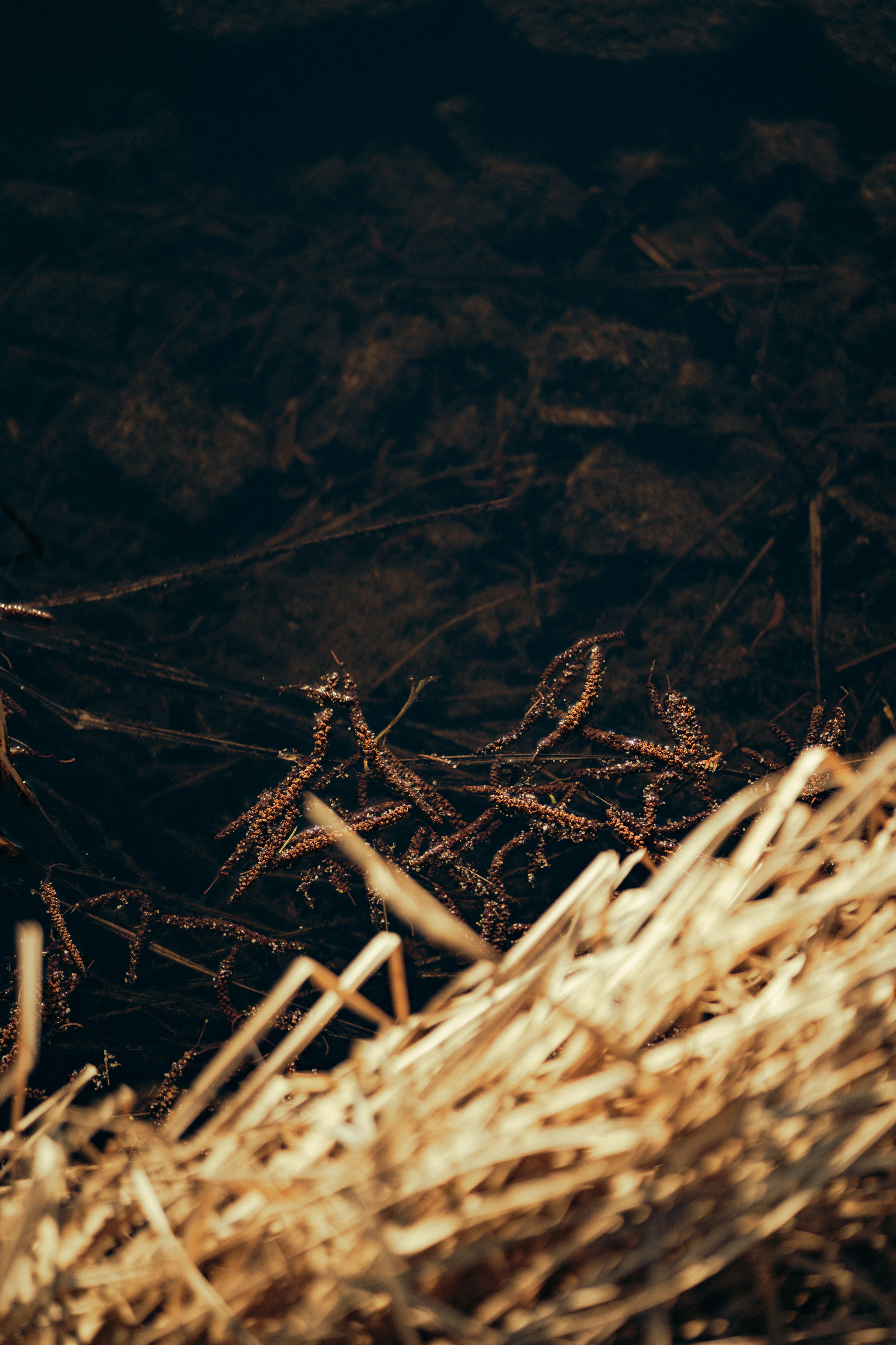 Moonlit Ripples: Dewlit Reeds at the Waterline