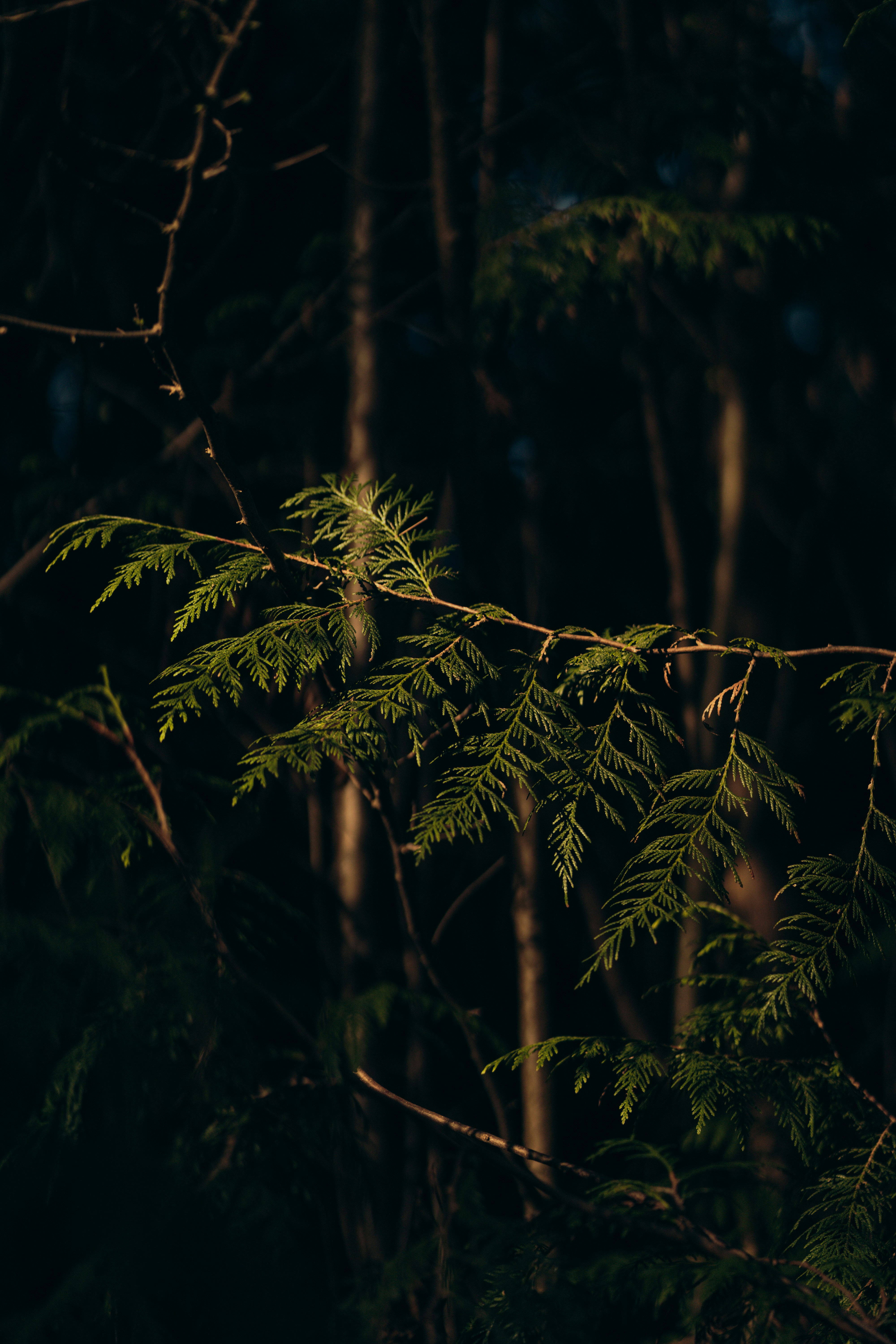 Sunlit Fern Between Shadows in a Quiet Forest