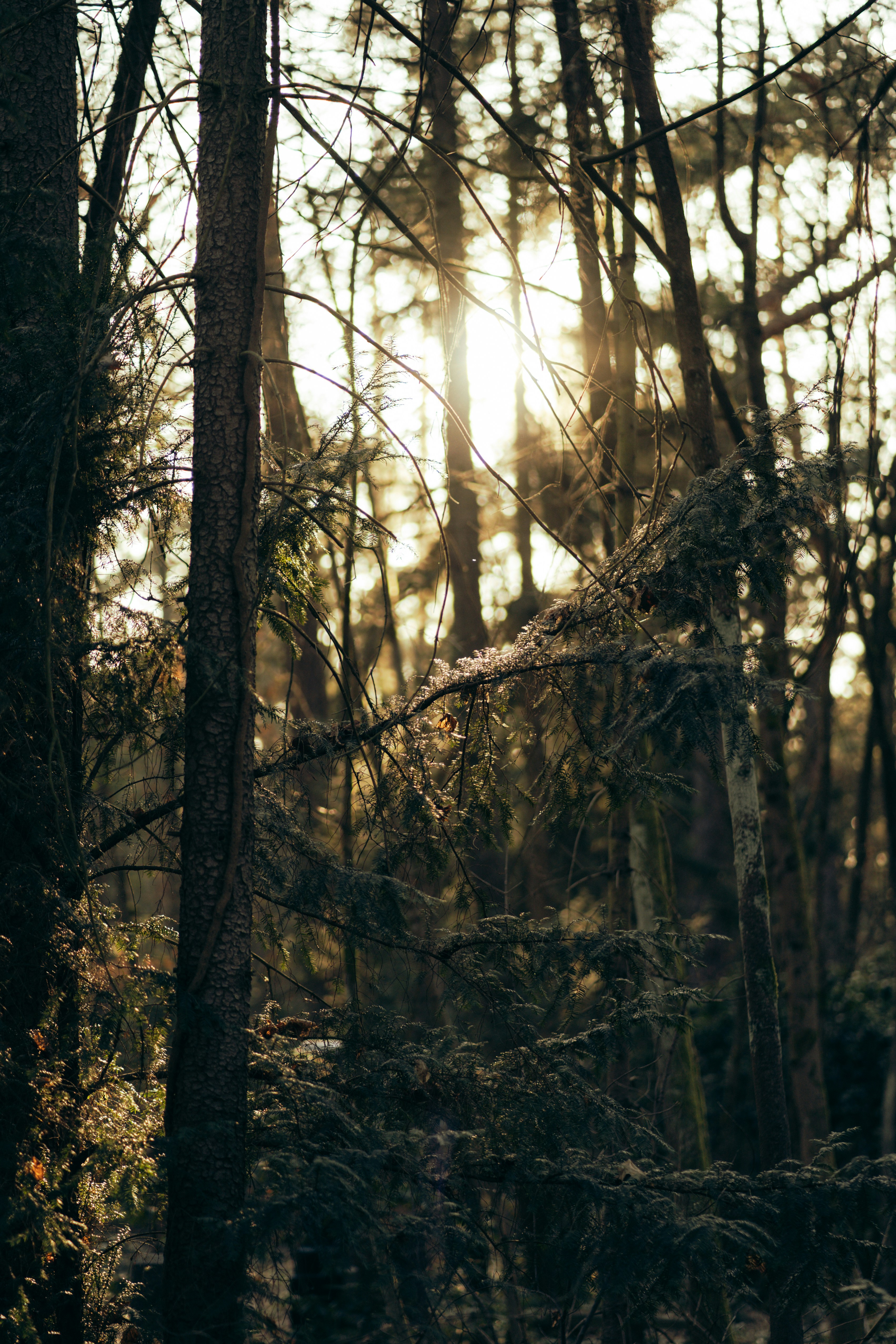 Sunlit Forest Glade Through Standing Pines
