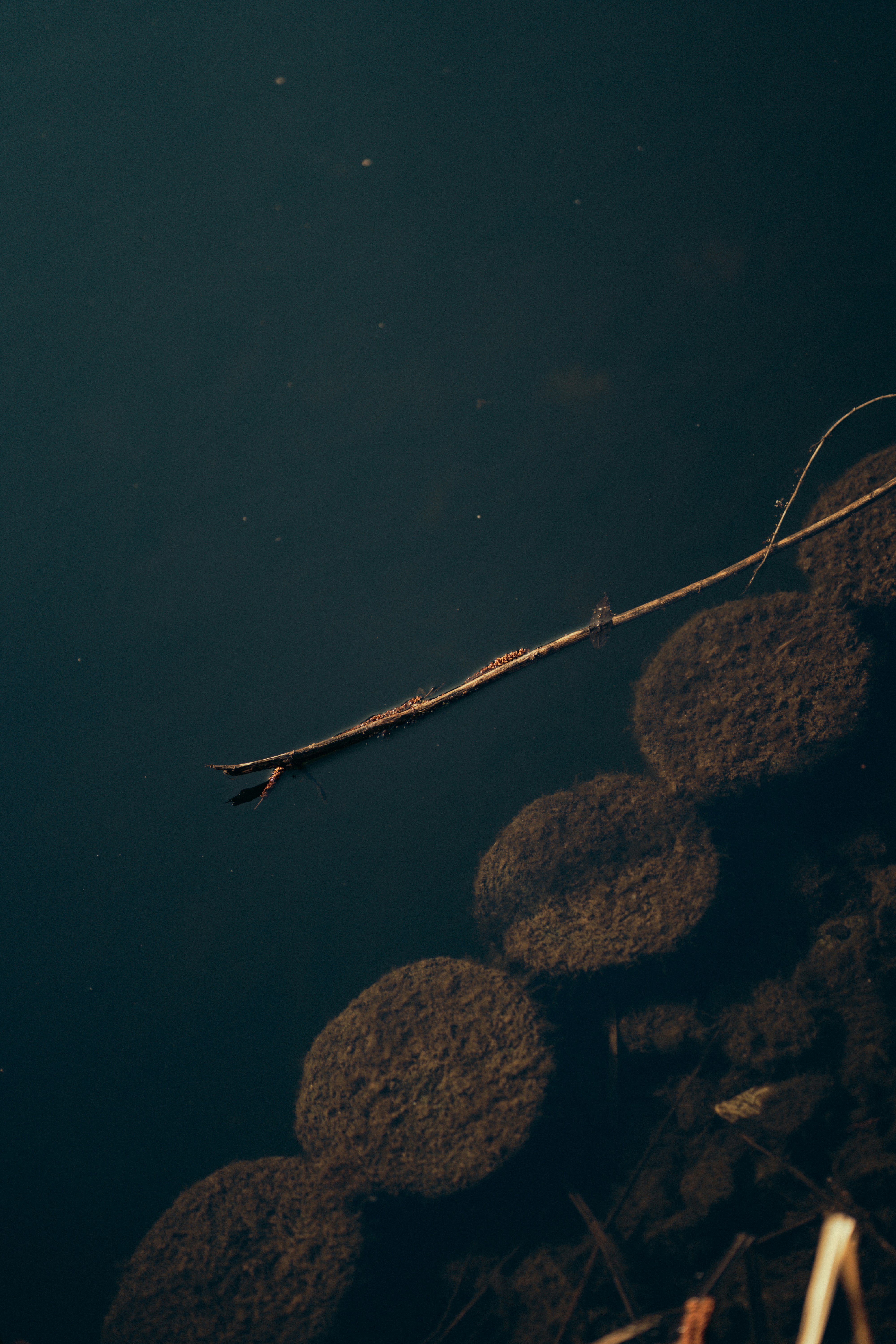 Driftwood Clutch Over Velvet Waters