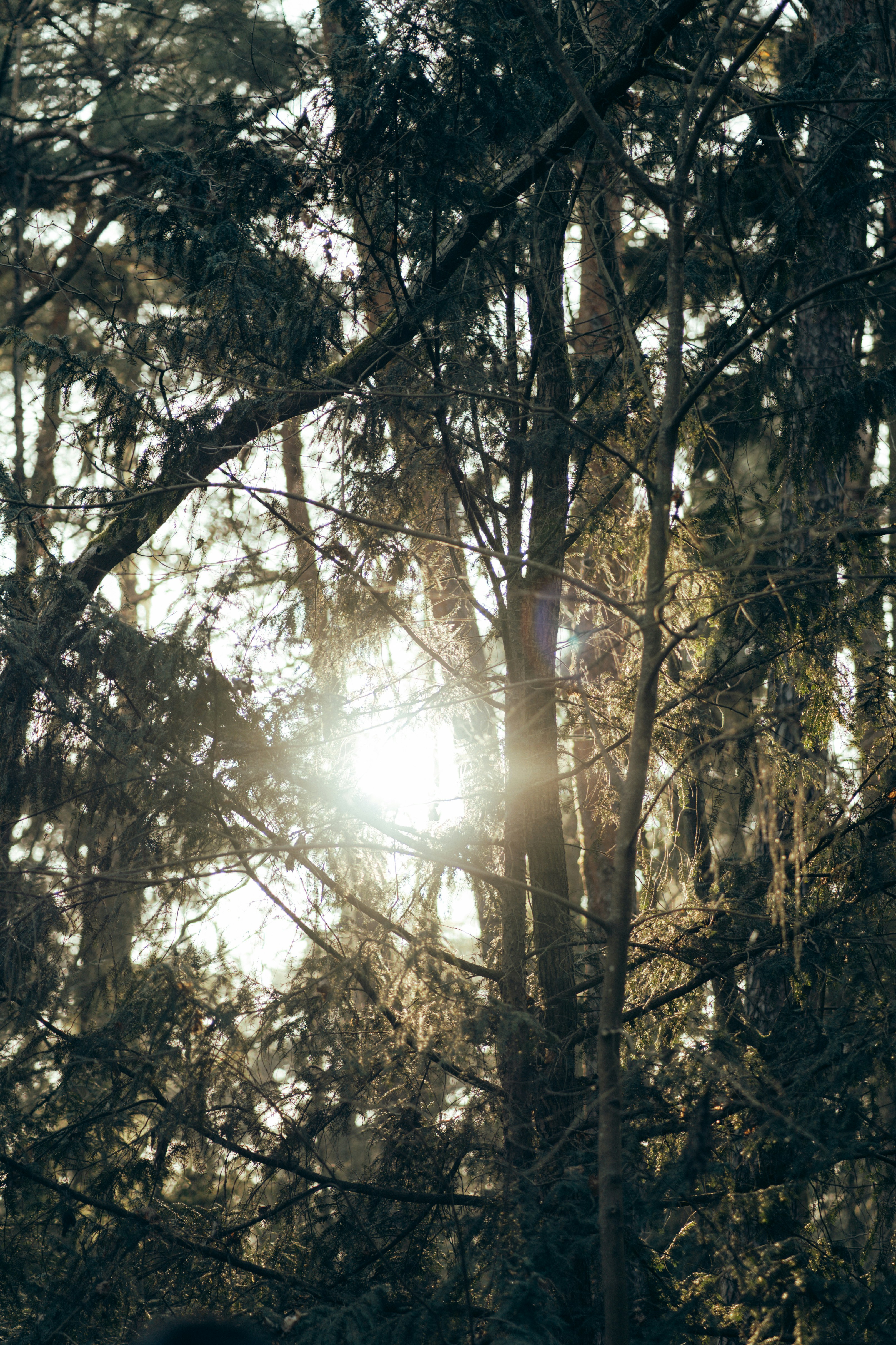 Sunlit Threads: A Quiet Moment in the Forest Dawn