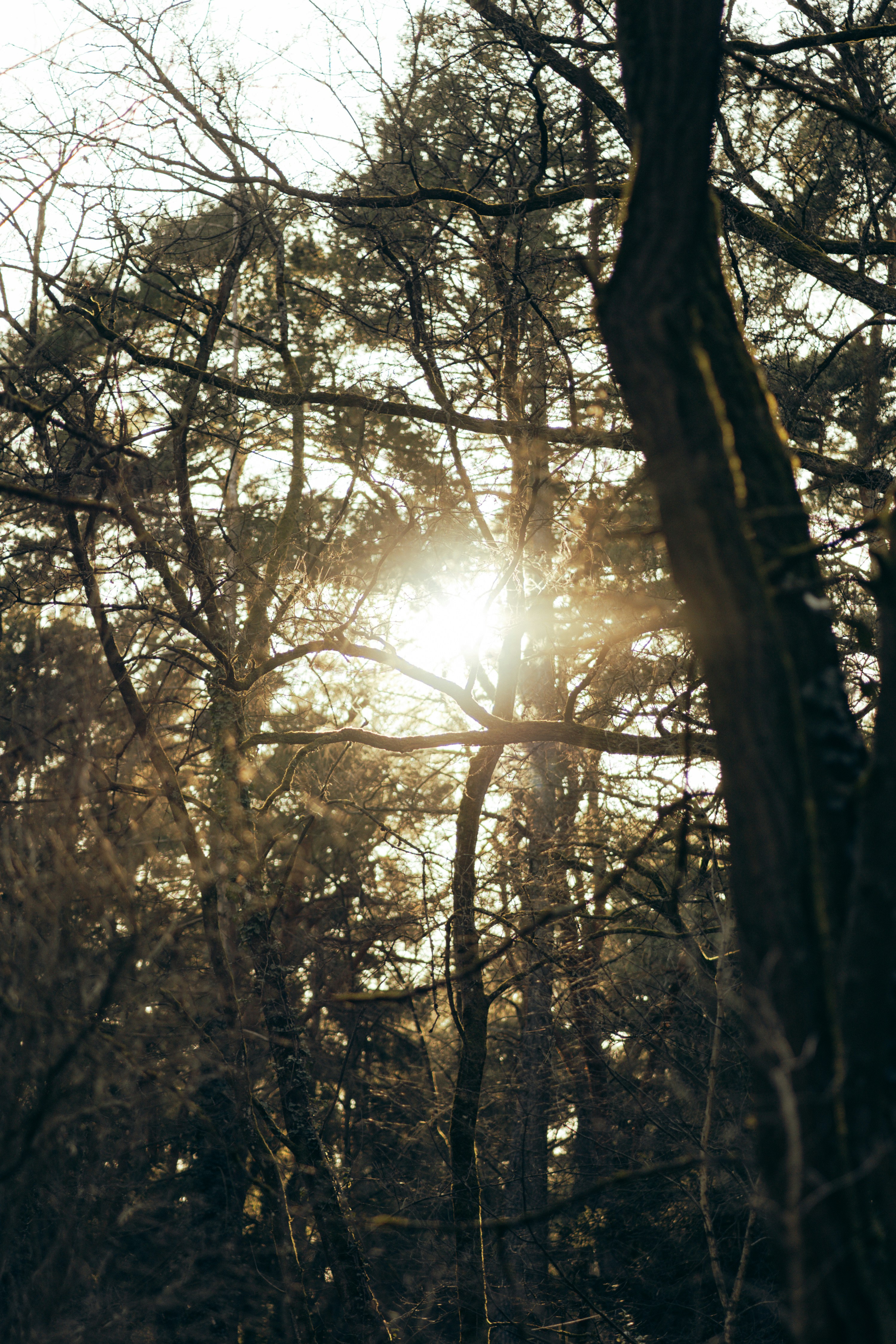 Sunlit Clearing Through Dense Pines