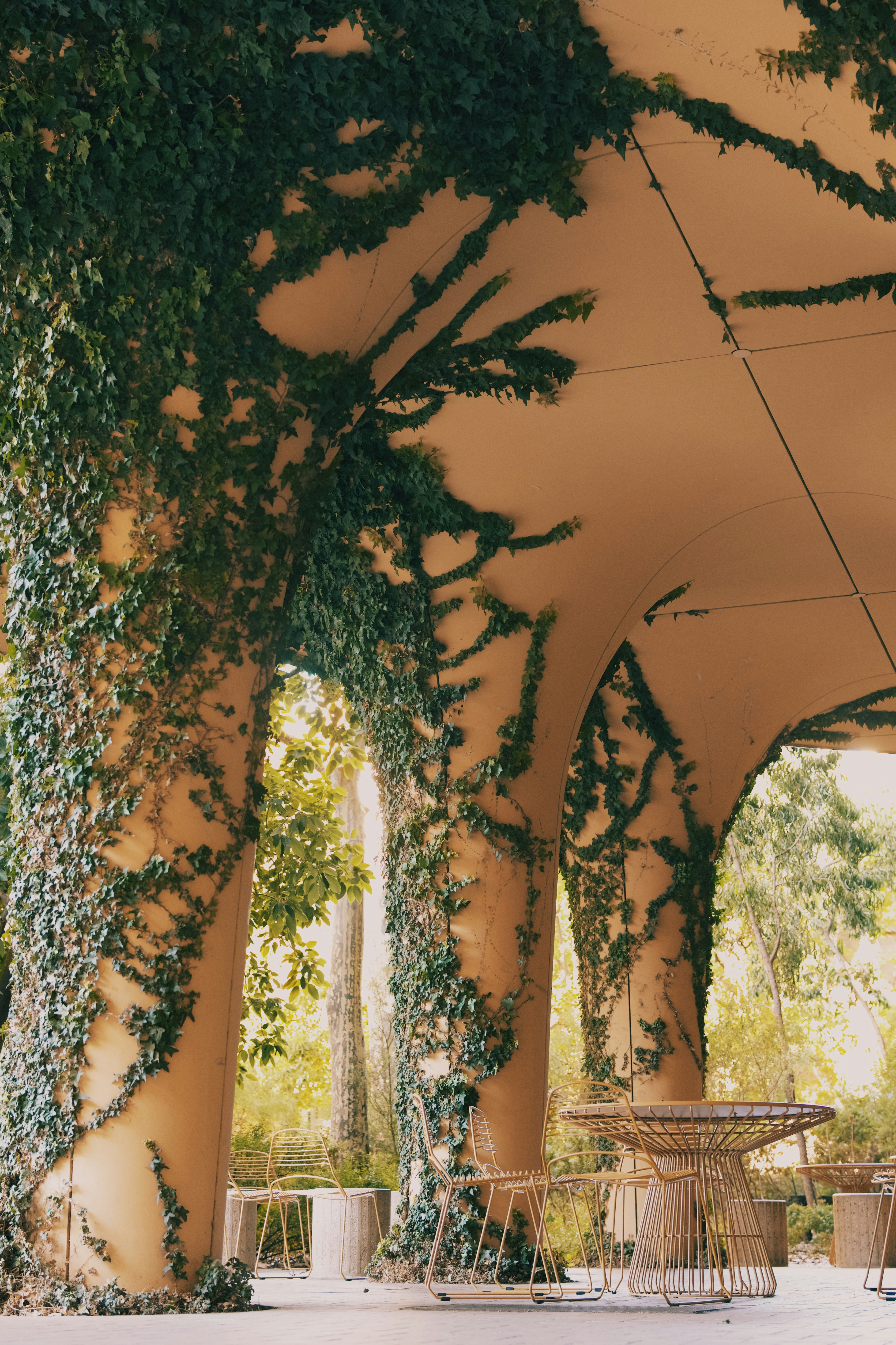 Ivy Cathedral Courtyard: Sunlit Archway Overgrown with Green