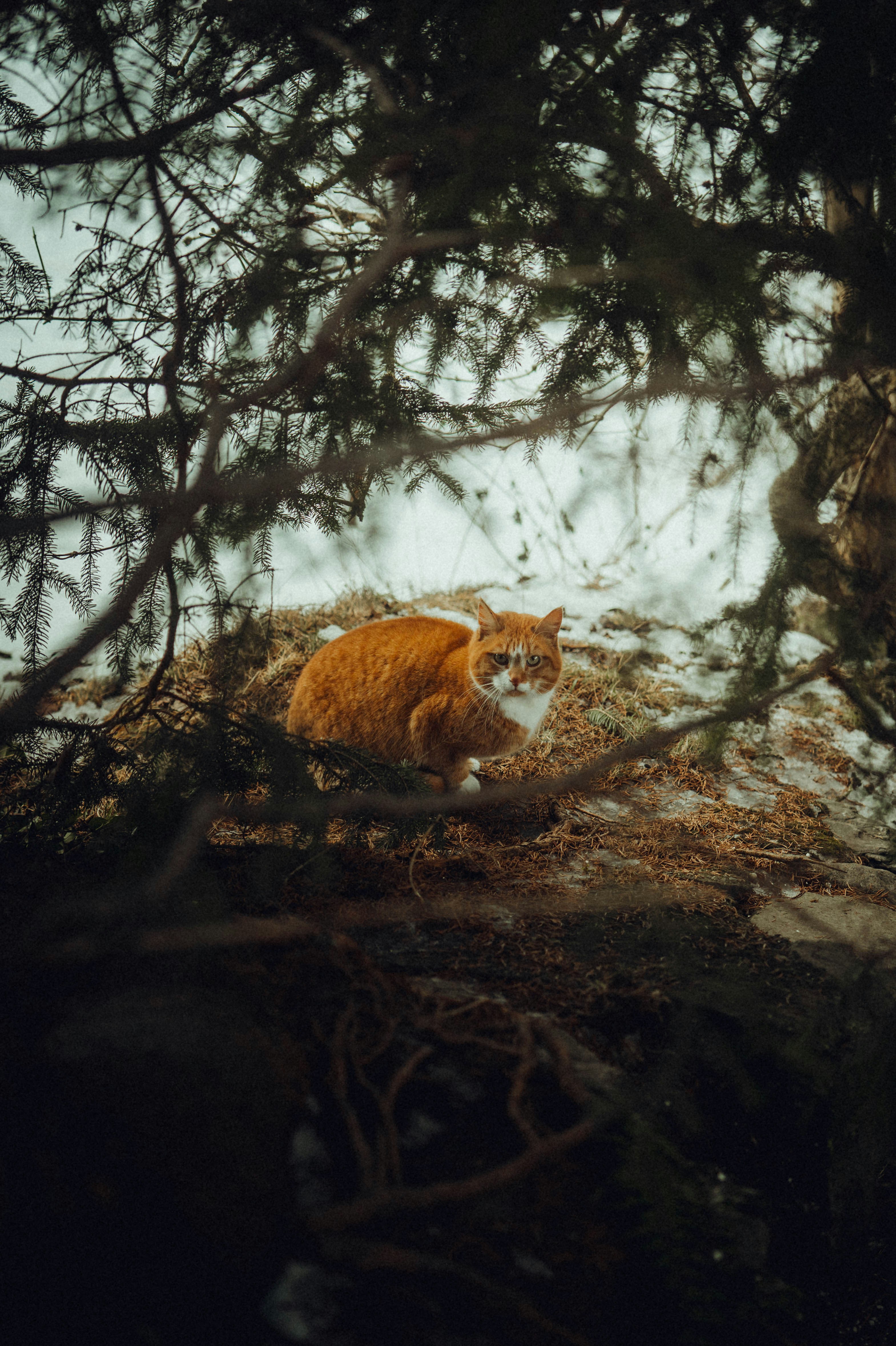 Hidden Corner: A Ginger Cat Between Shadows by the Shore