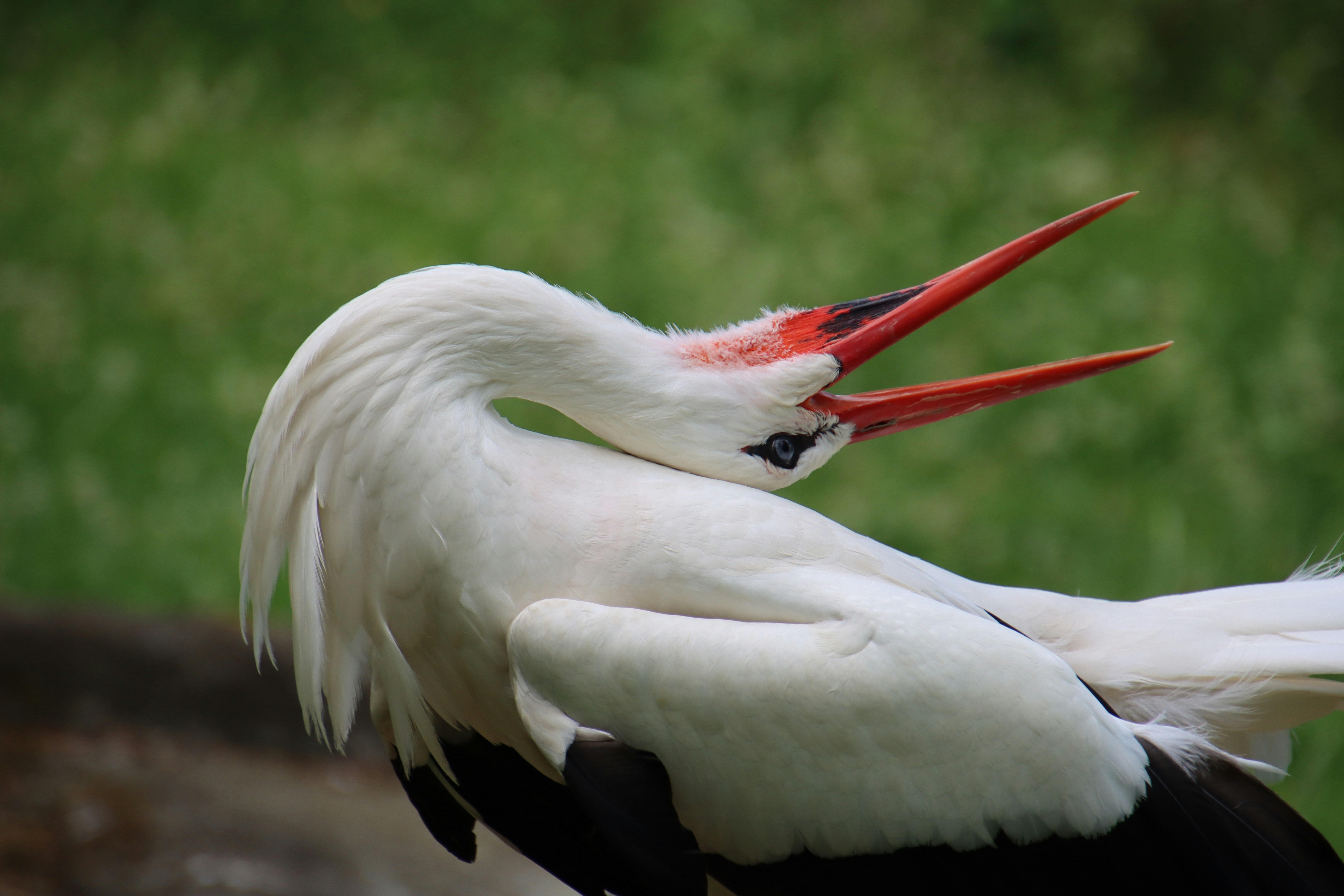 White stork with red beak open and bent neck.