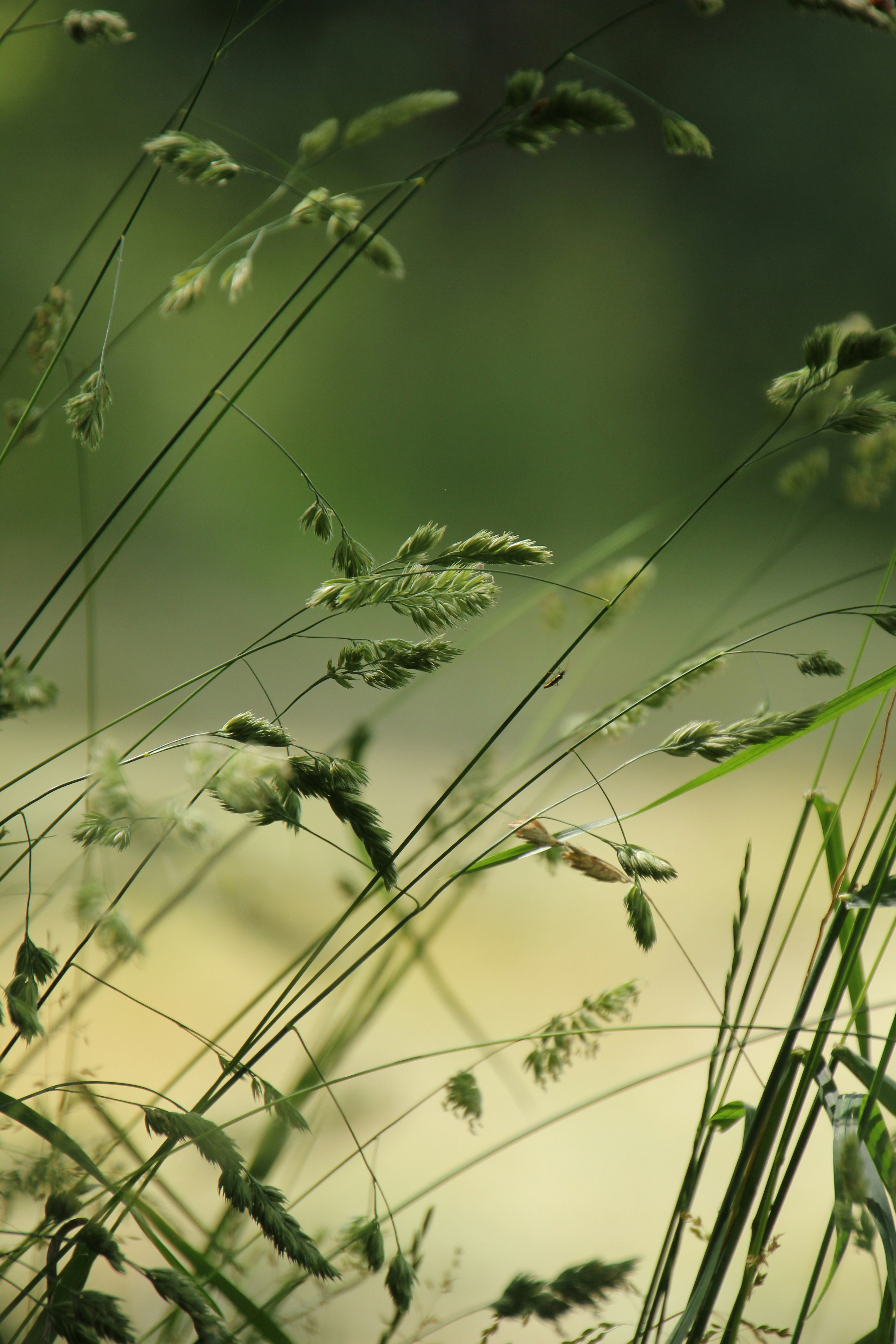Graceful Grass: Needle-Like Blooms in Soft Backlight