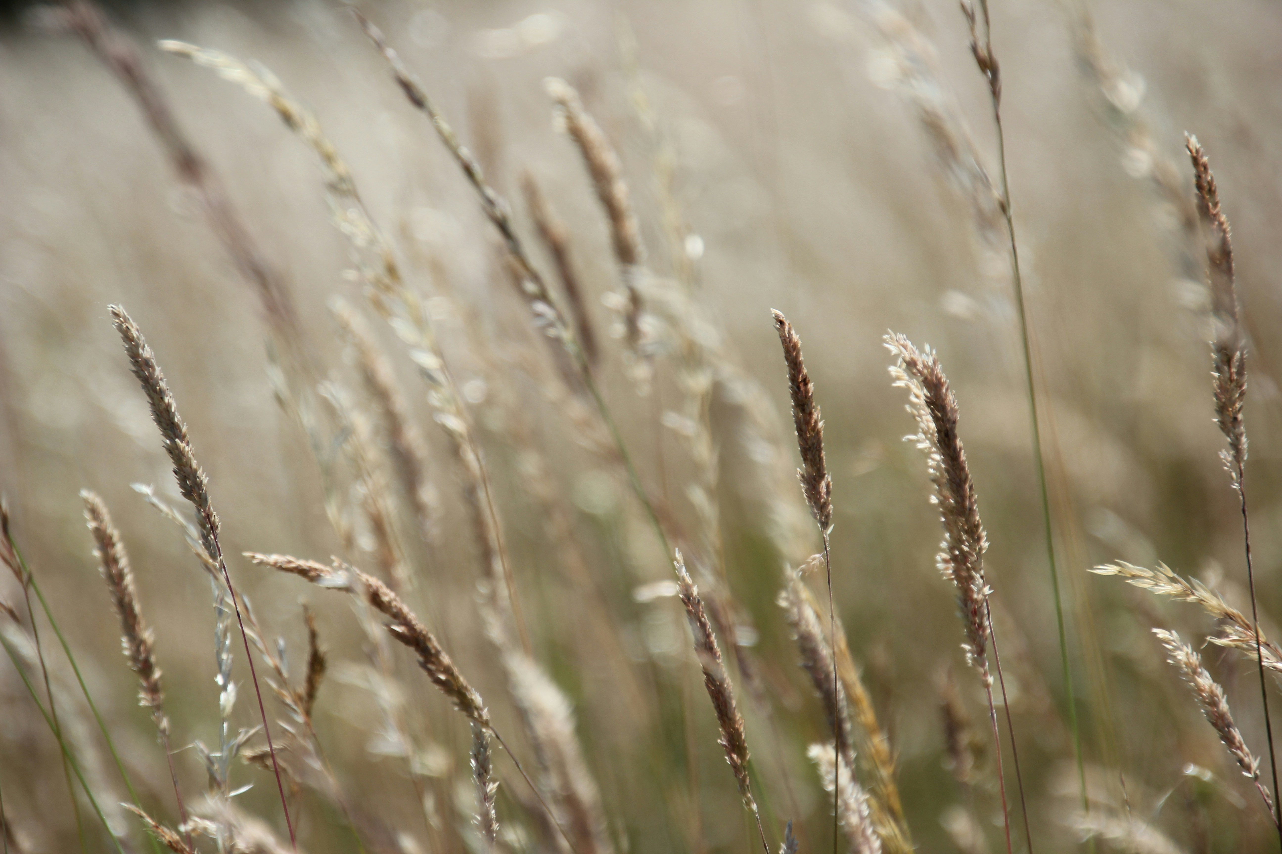 A sunlit field of tall grasses with delicate seed heads, softly blurred in the background, conveying a tranquil natural scene.