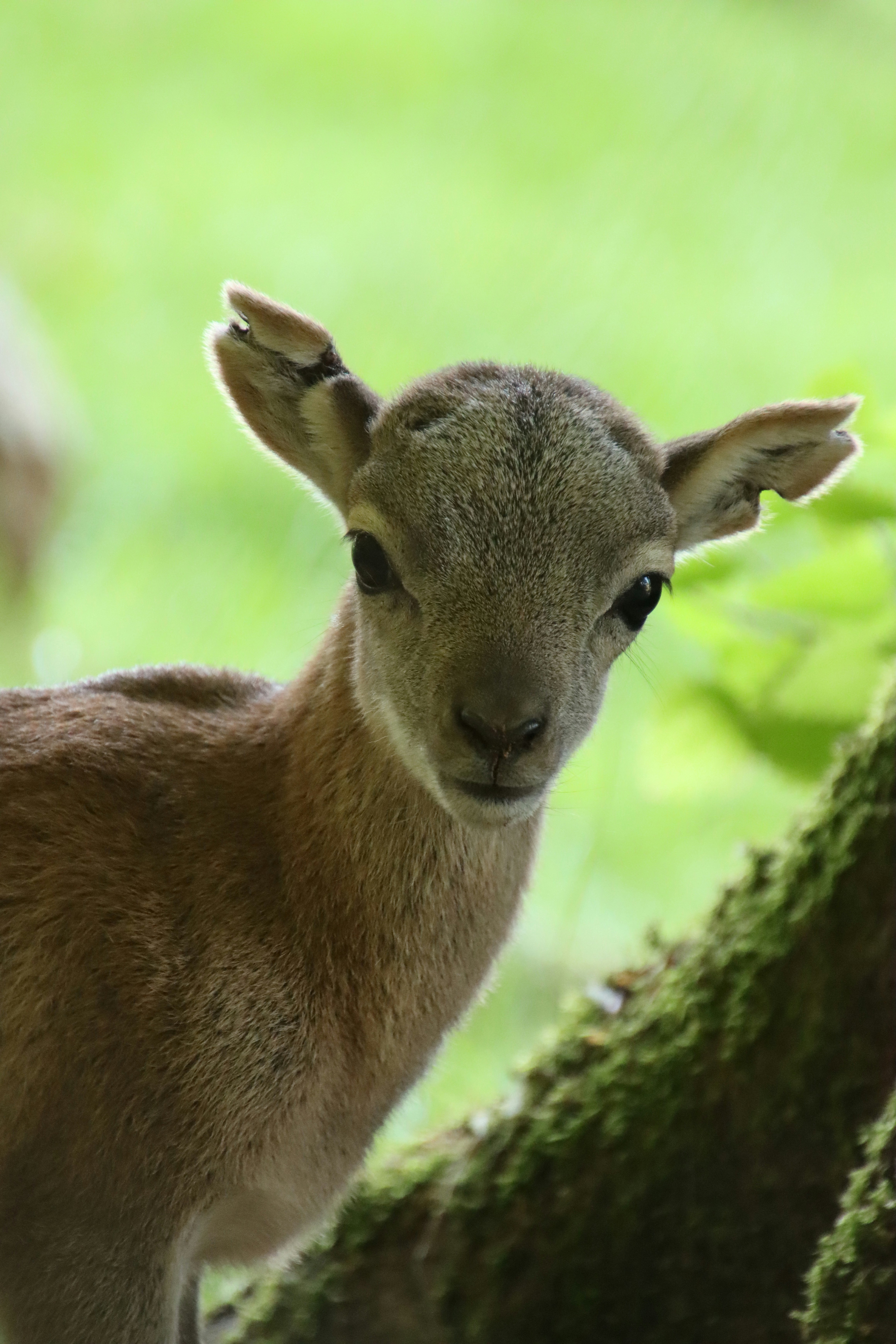 Curious Fawn Gaze: Soft Mossy Light and a Forest Welcome