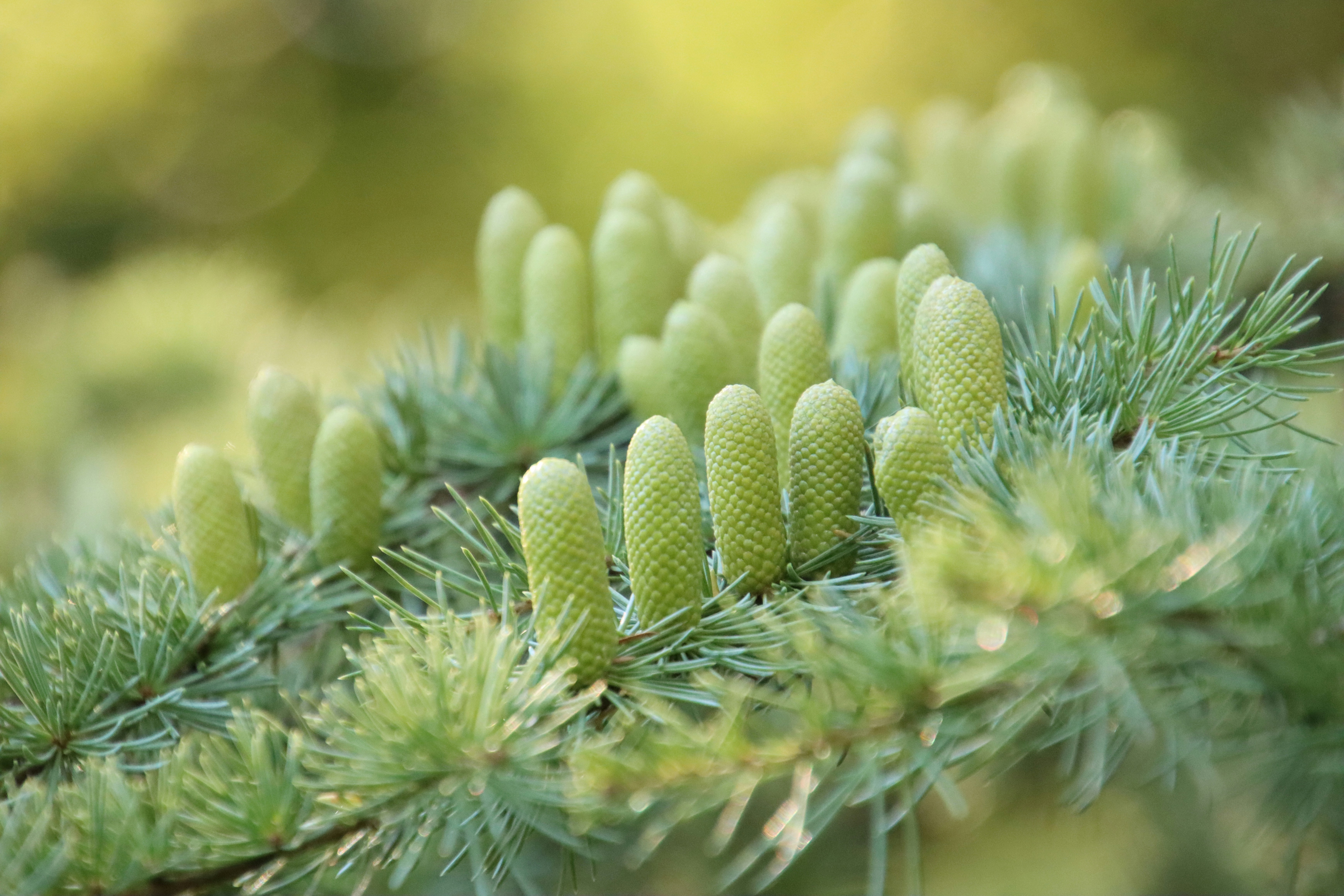 Sprouting Pine Cones in Soft Focus Greenery