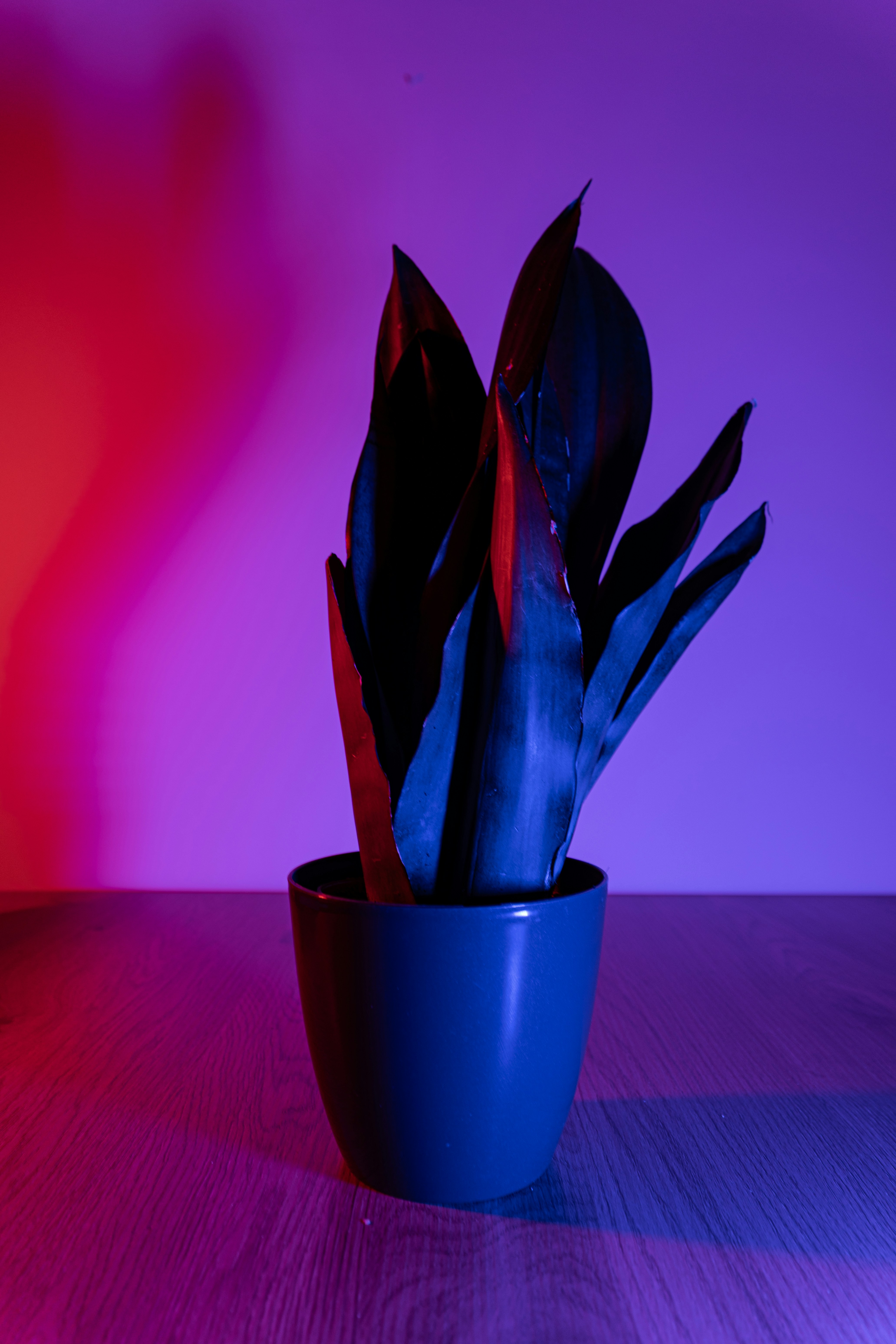 Neon Leaves in a Blue Cup: Colorplay Under Violet Light