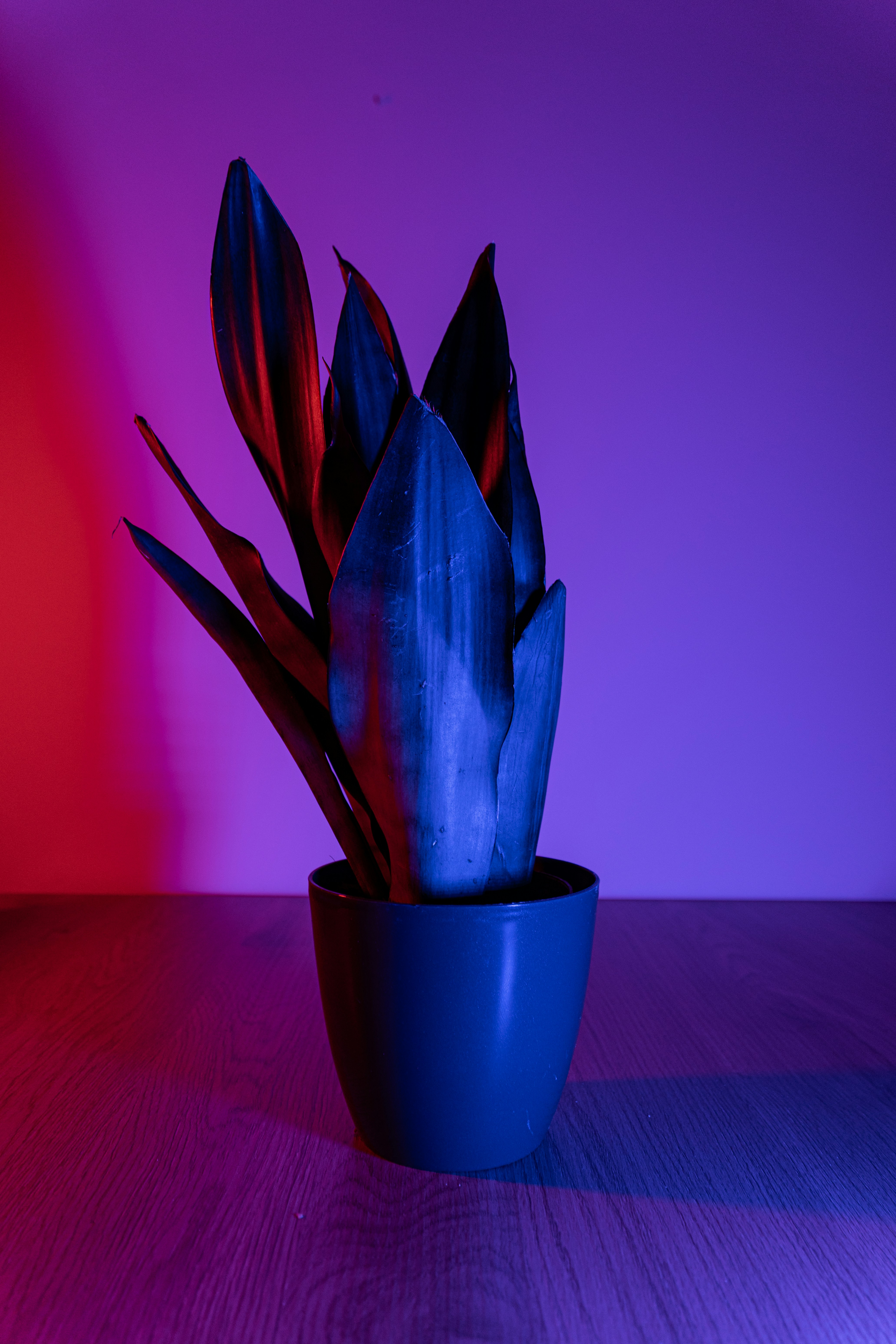Neon Blooms: A Plant in Cyan and Magenta Glow