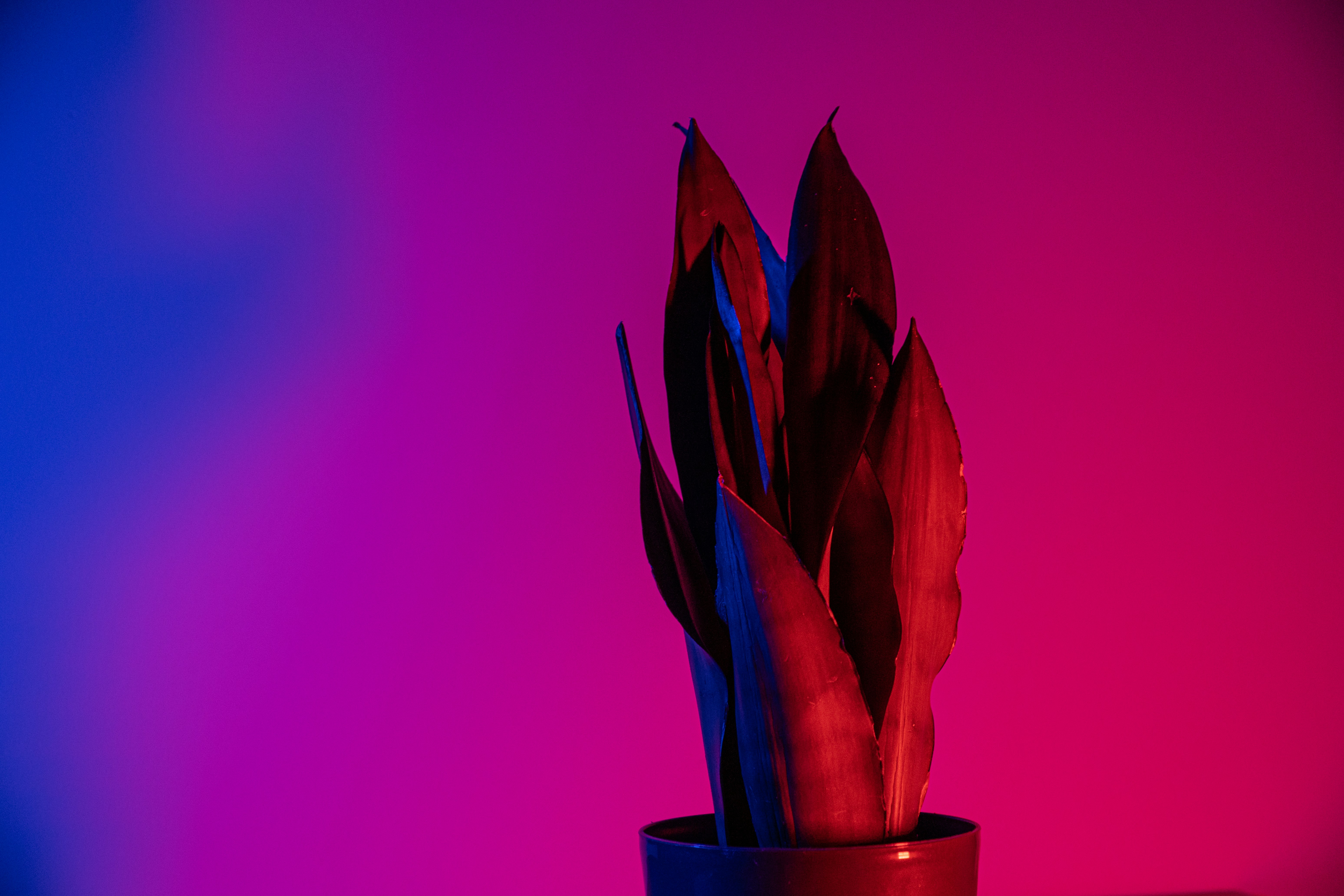 Neon Foliage in Velvet Hue