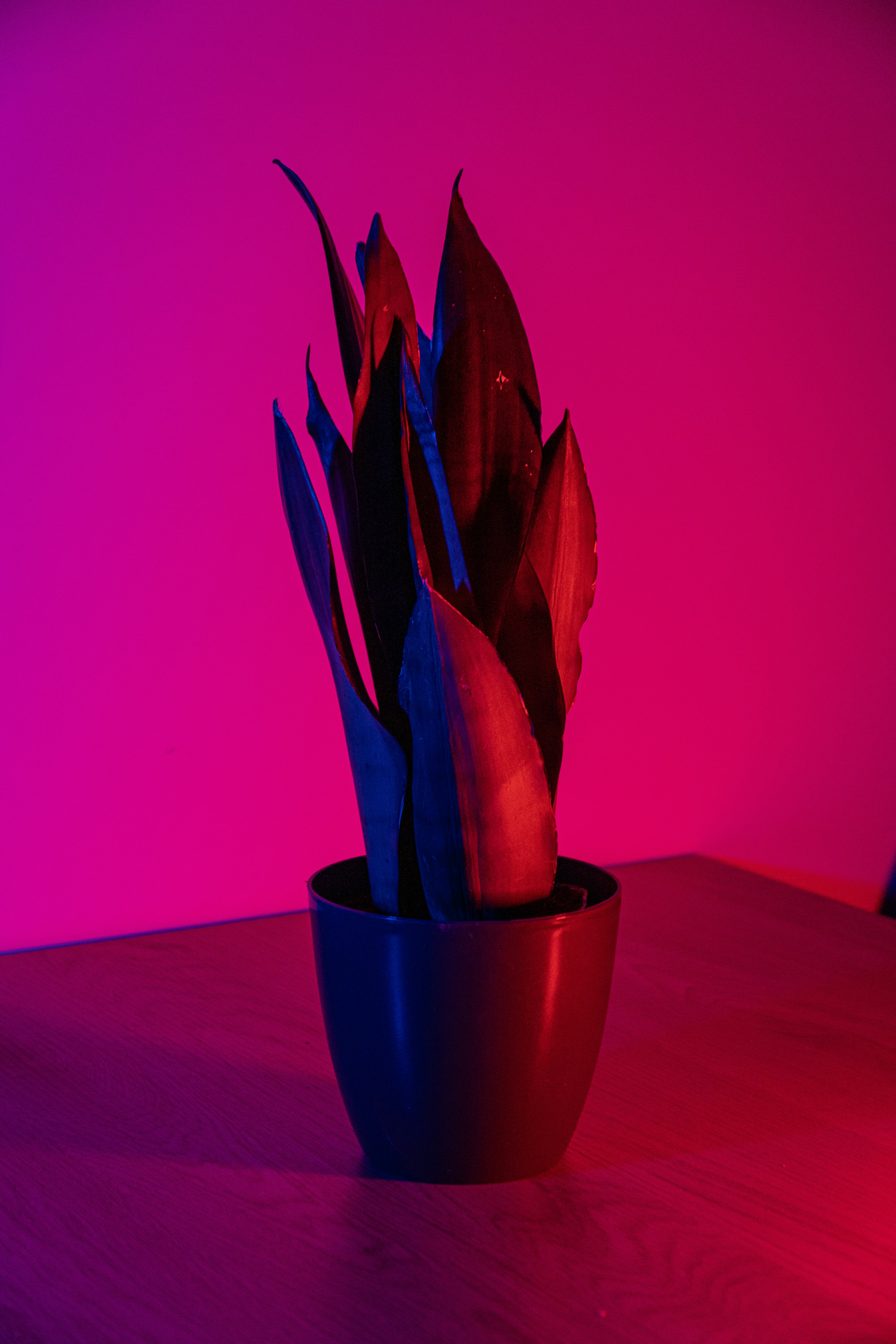Neon-Red Sansevieria in a Neon Night