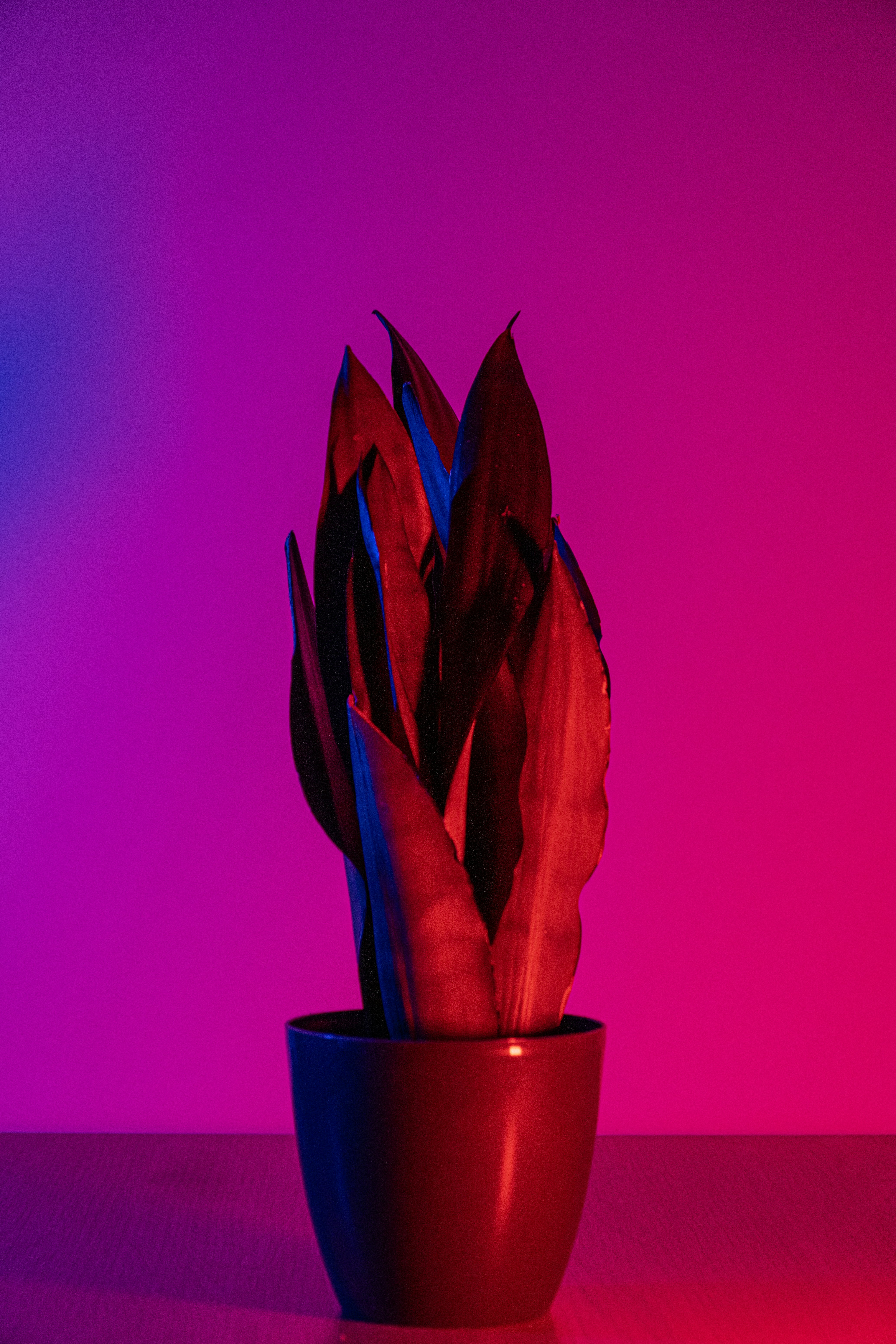 Neon Totem: Red-Tipped Leaves in Electric Backlight