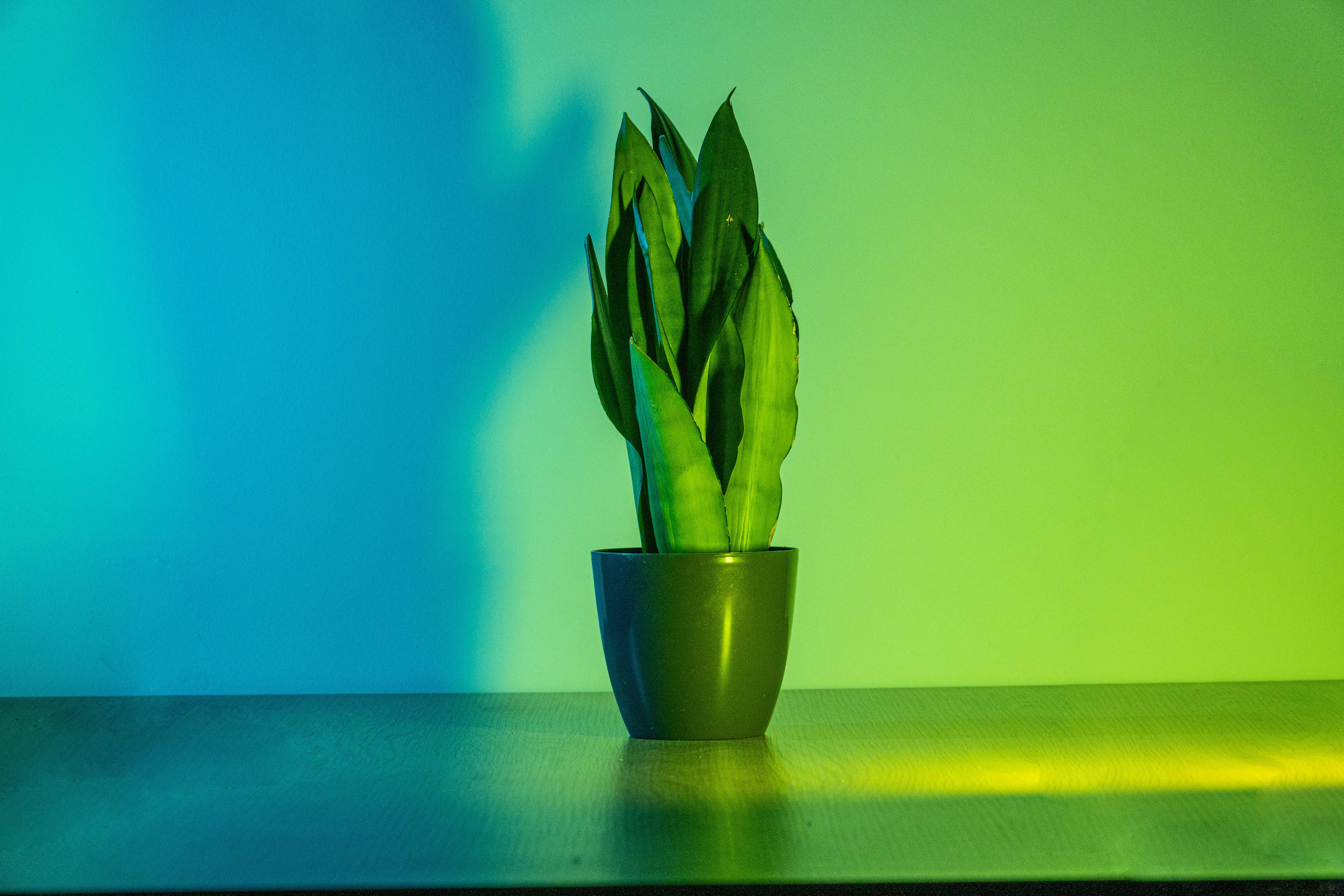 Minimalist potted plant under color-shifted gradient light